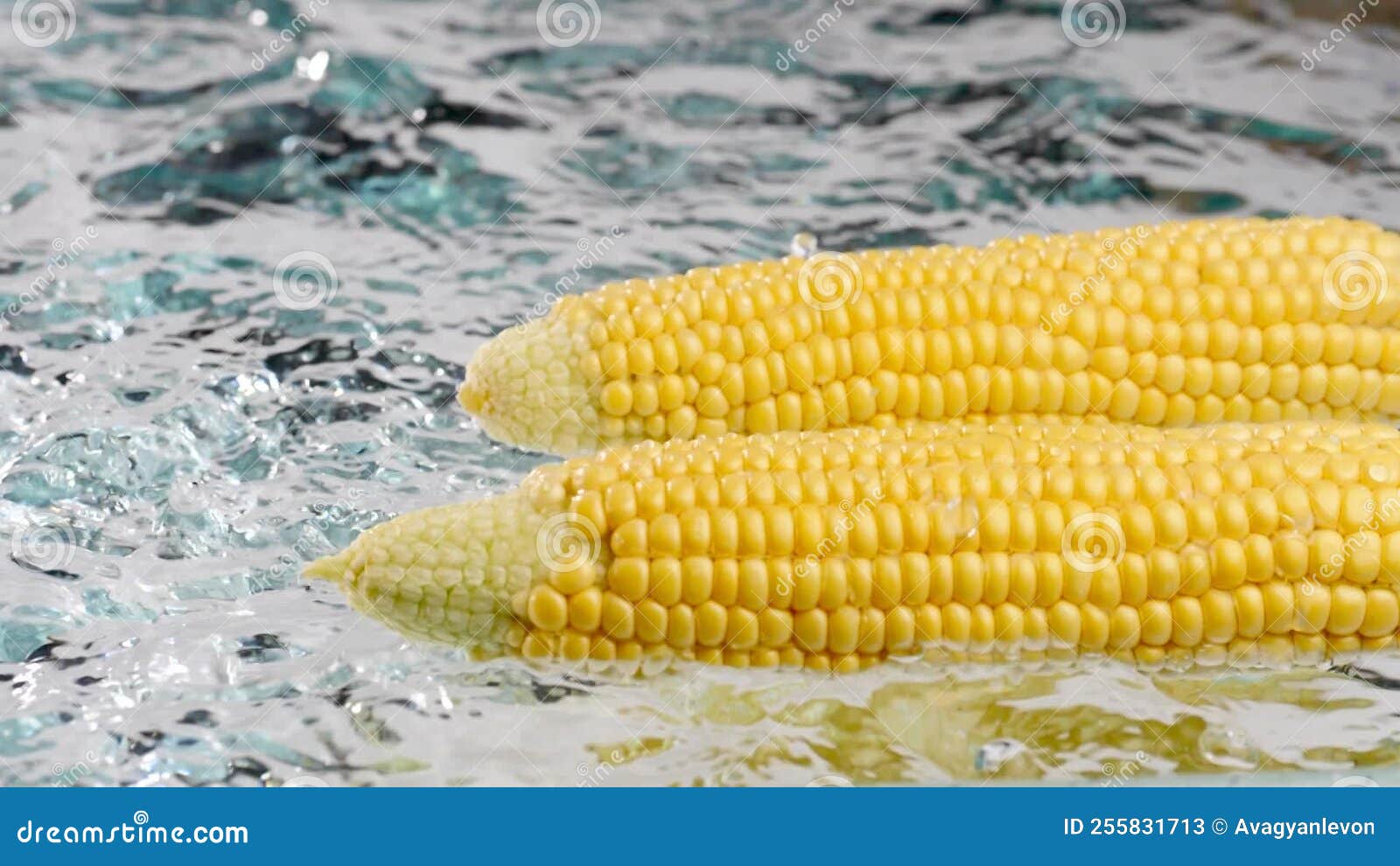 Fresh Raw Corn Cob Falling on Wet White Surface and Splashing Water ...