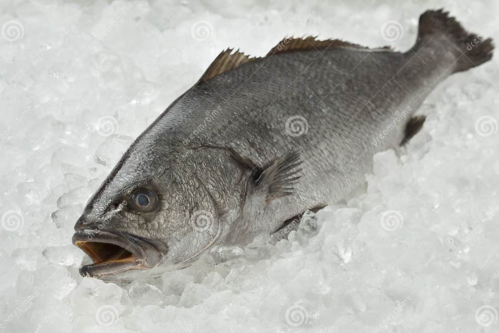 Fresh raw corvina fish stock image. Image of fresh, corvina - 69510759