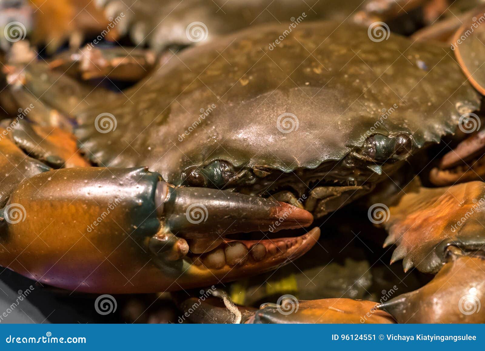 Fresh Raw Crab stock image. Image of delicacy, autumn - 96124551