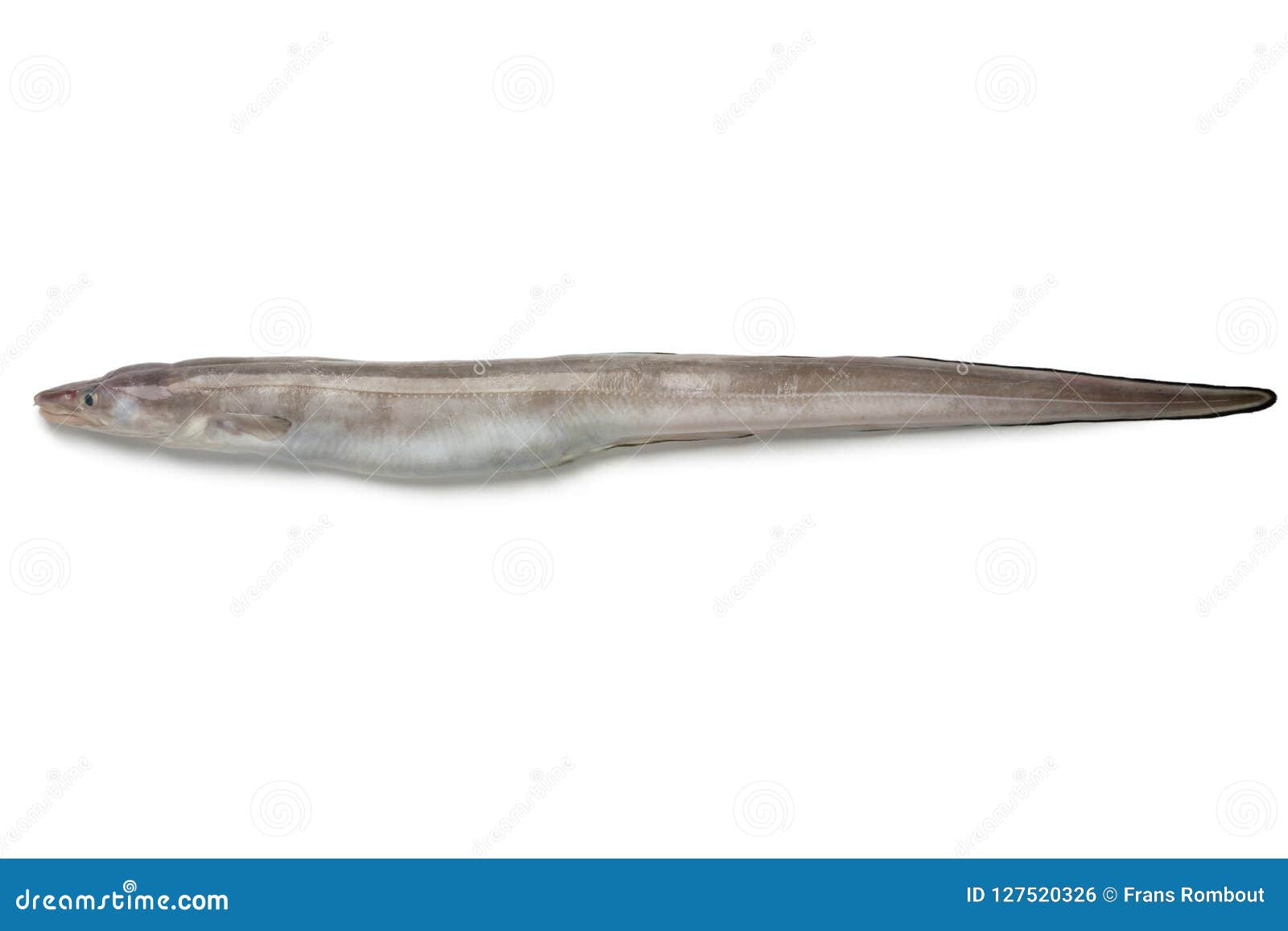 European Conger Conger Conger Is A Species Of Conger Of The Family ...