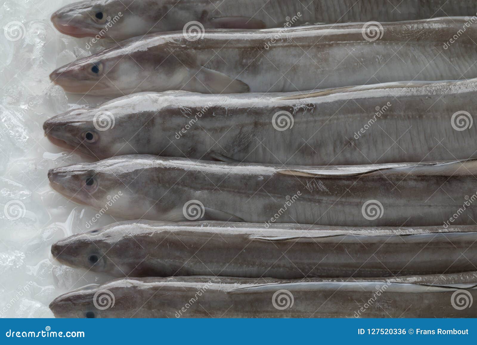 European Conger Conger Conger Is A Species Of Conger Of The Family ...