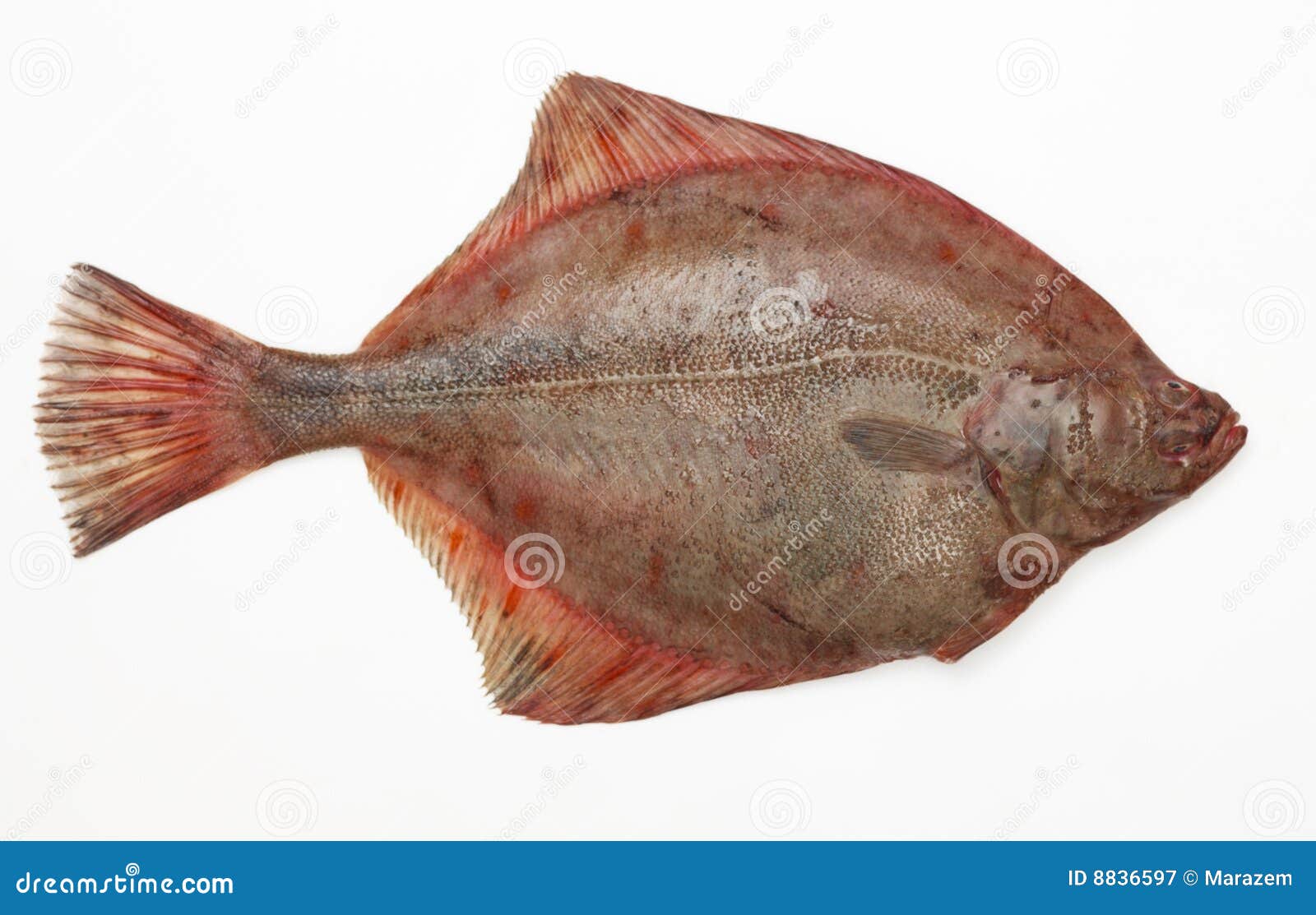 1,073 Raw Plaice Stock Photos - Free & Royalty-Free Stock Photos from ...