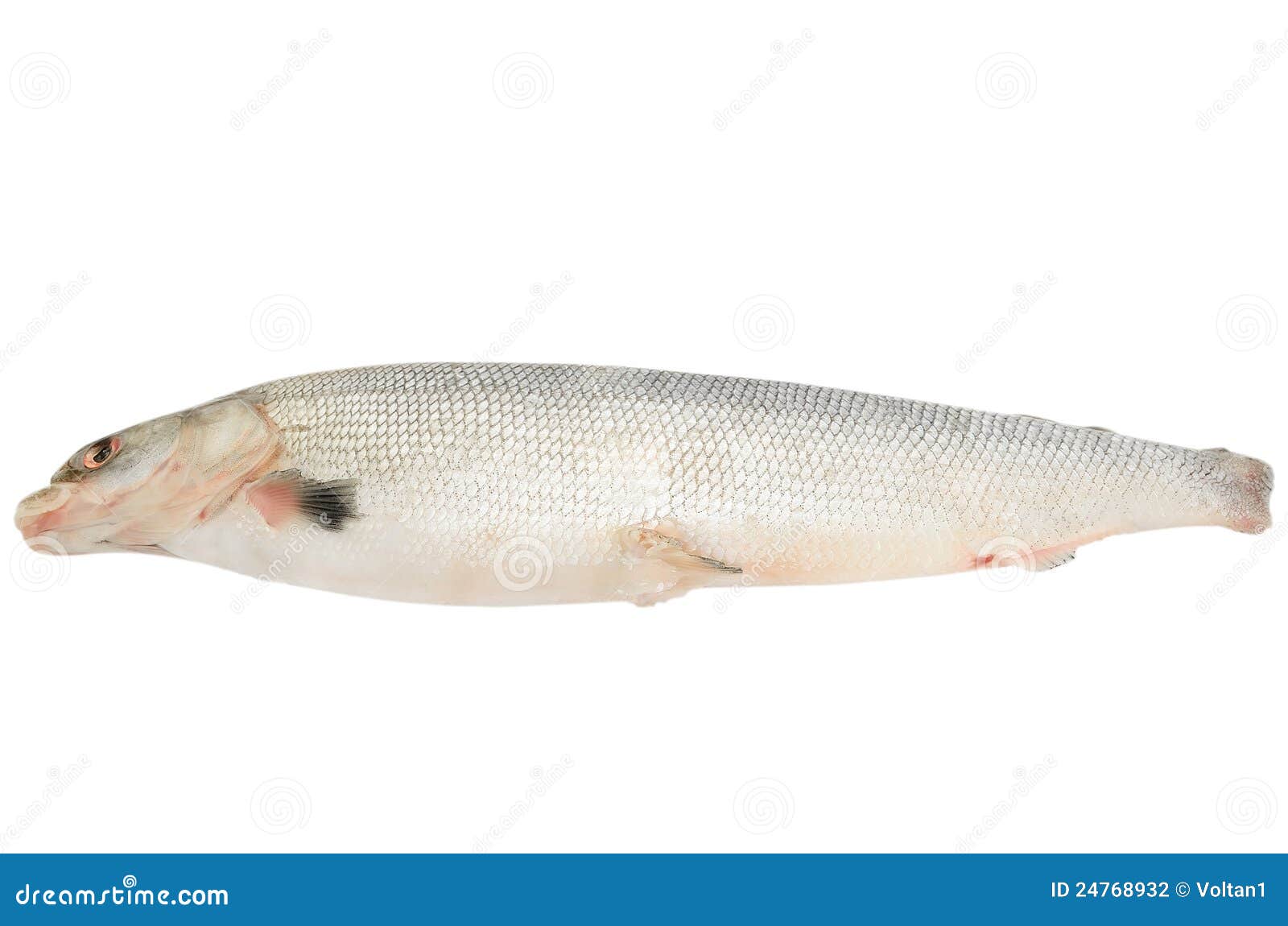 Cisco Fish Identification