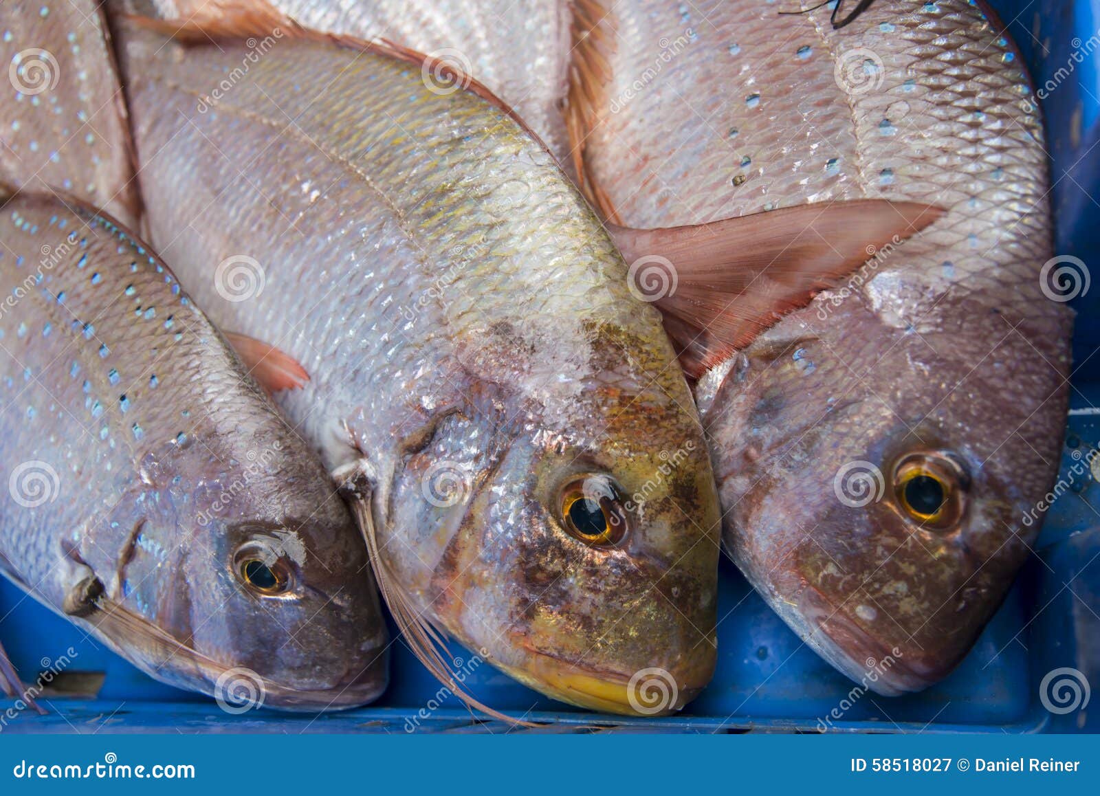 Fresh Raw Fish Common Pandora Stock Image - Image of meal, animal: 58518027