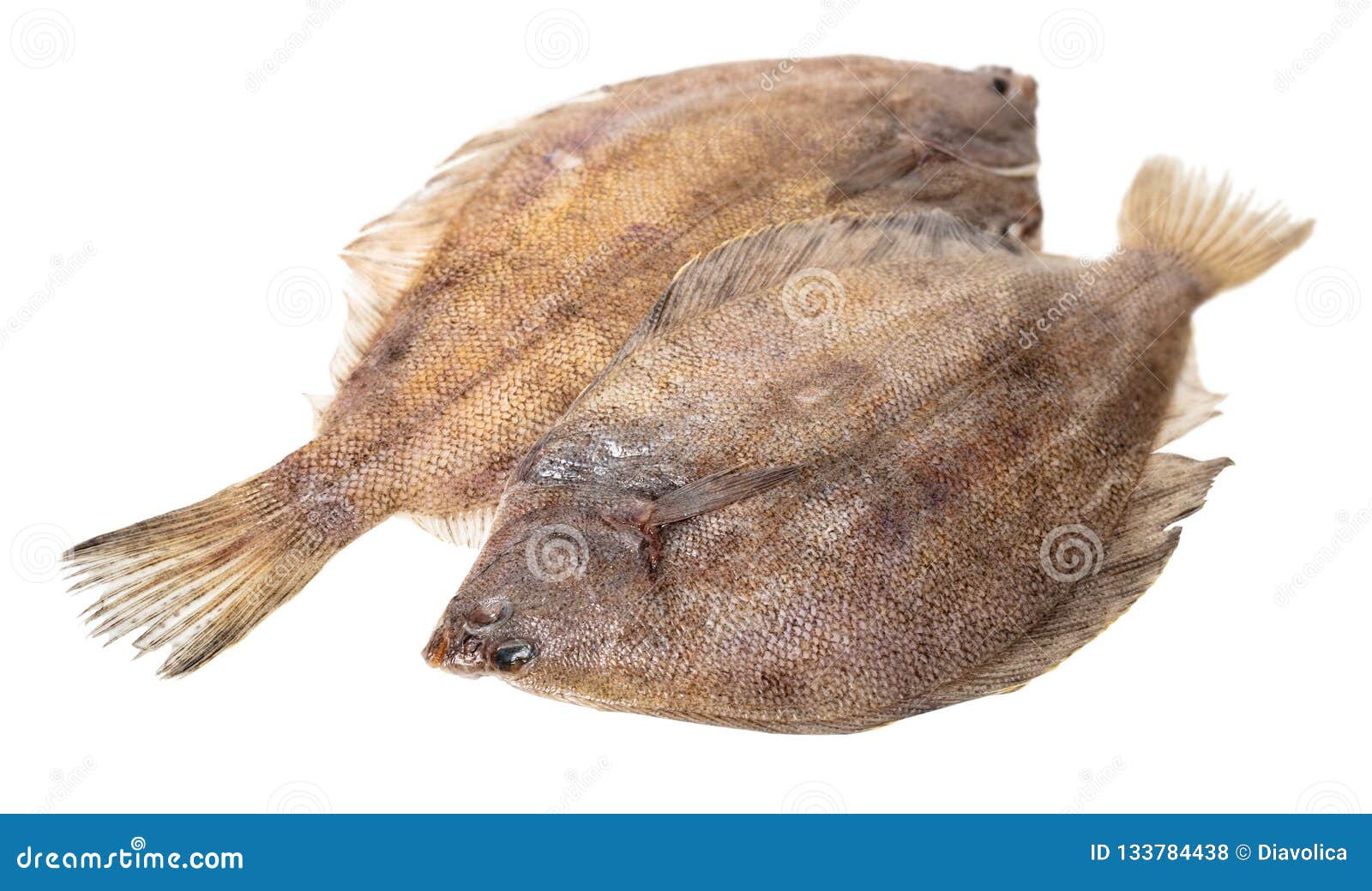 Fresh raw fish flounder stock photo. Image of brown - 133784438