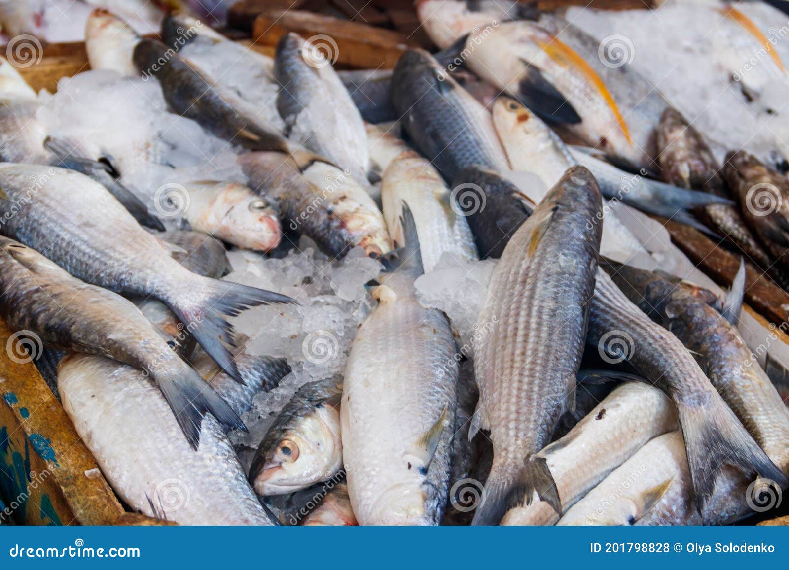 Fresh Raw Fish in Fish Market Stock Photo - Image of chilled, bazaar ...