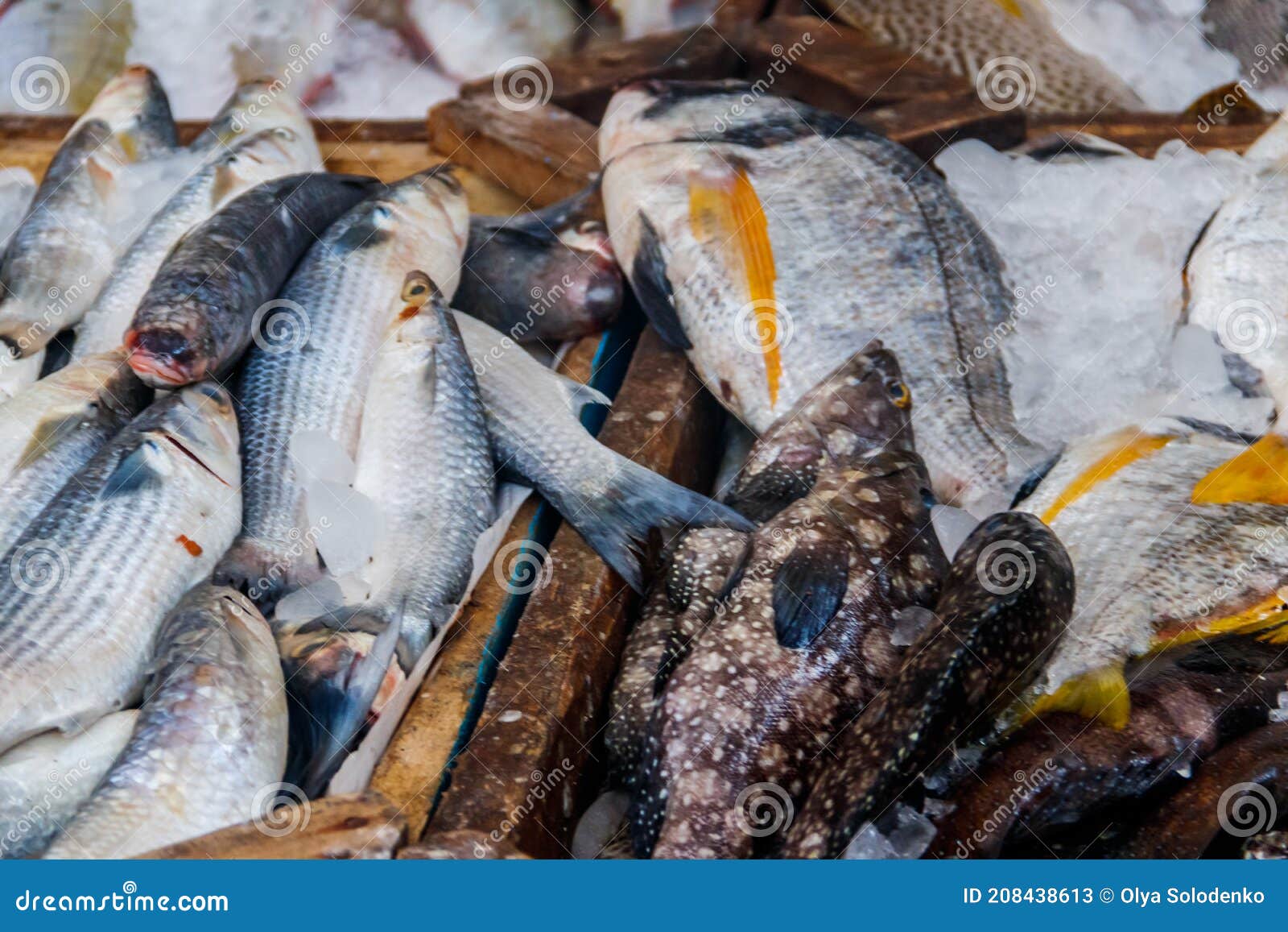 Fresh Raw Fish in Fish Market Stock Image - Image of closeup, egypt ...
