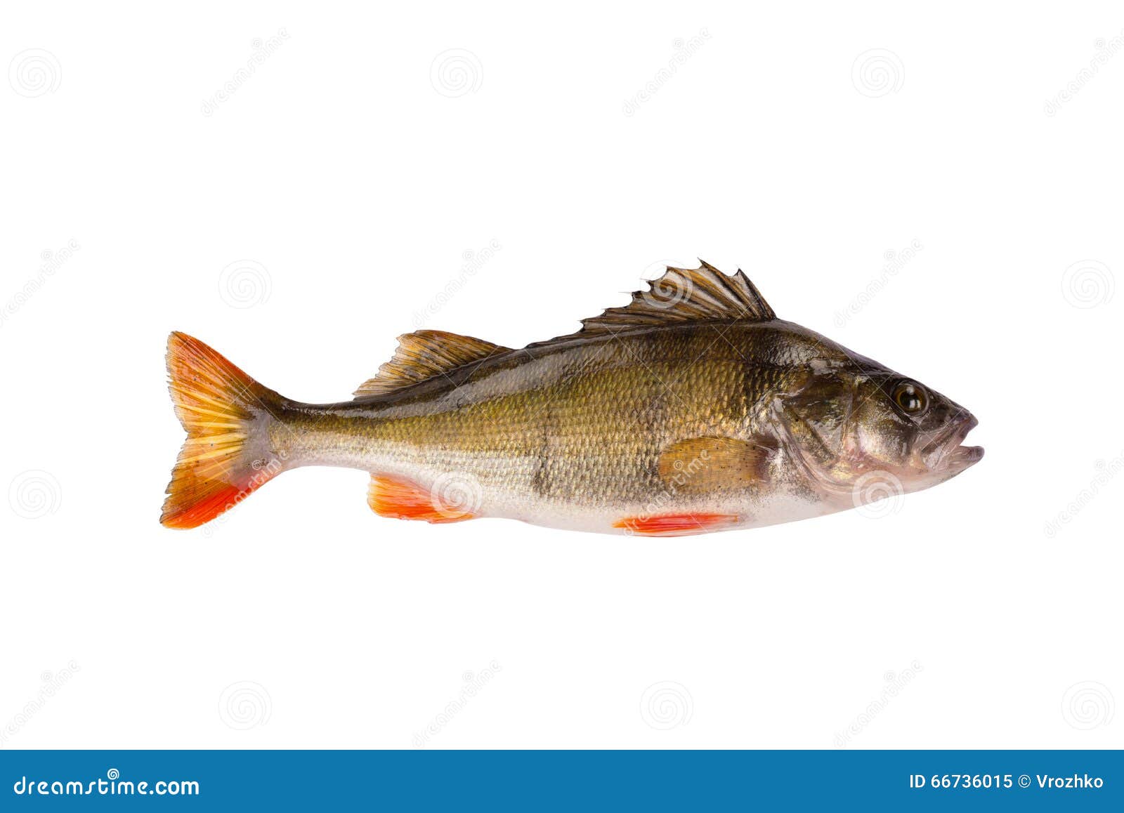 3,662 Perch Meat Photos - Free & Royalty-Free Stock Photos from Dreamstime