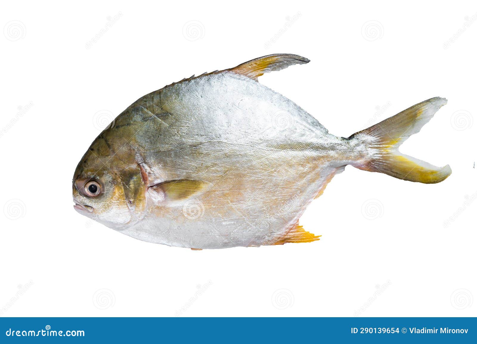 Fresh Raw Fish Pompano on Kitchen Table. High Quality Isolate, White ...