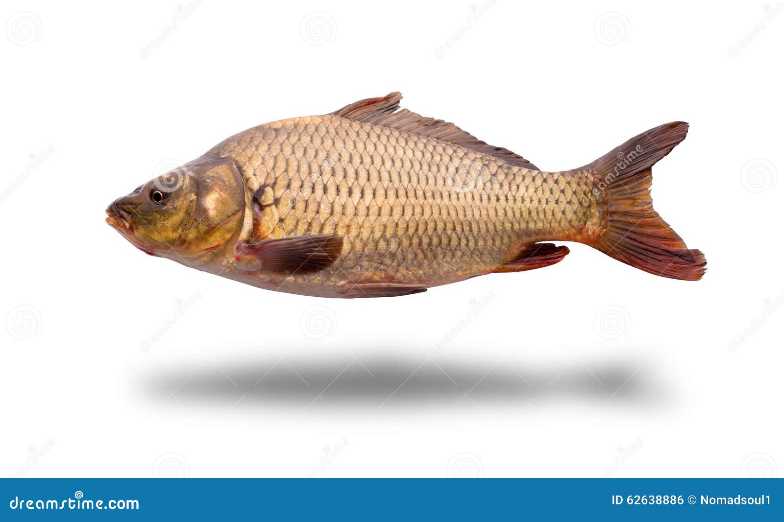 Fresh raw fish stock photo. Image of cuisine, gourmet - 62638886