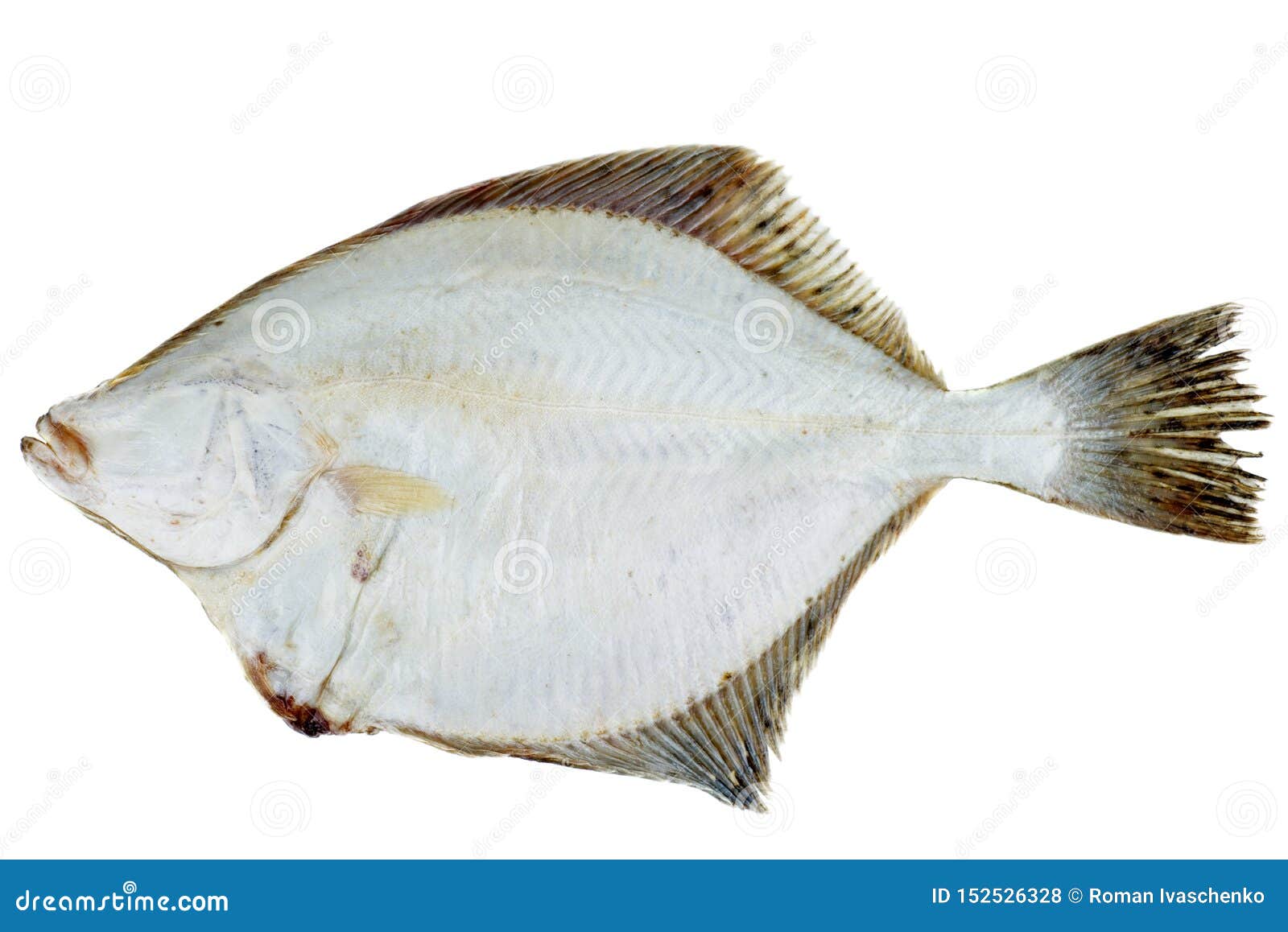 Fresh Raw Flatfish Isolated on White Stock Photo - Image of isolated ...