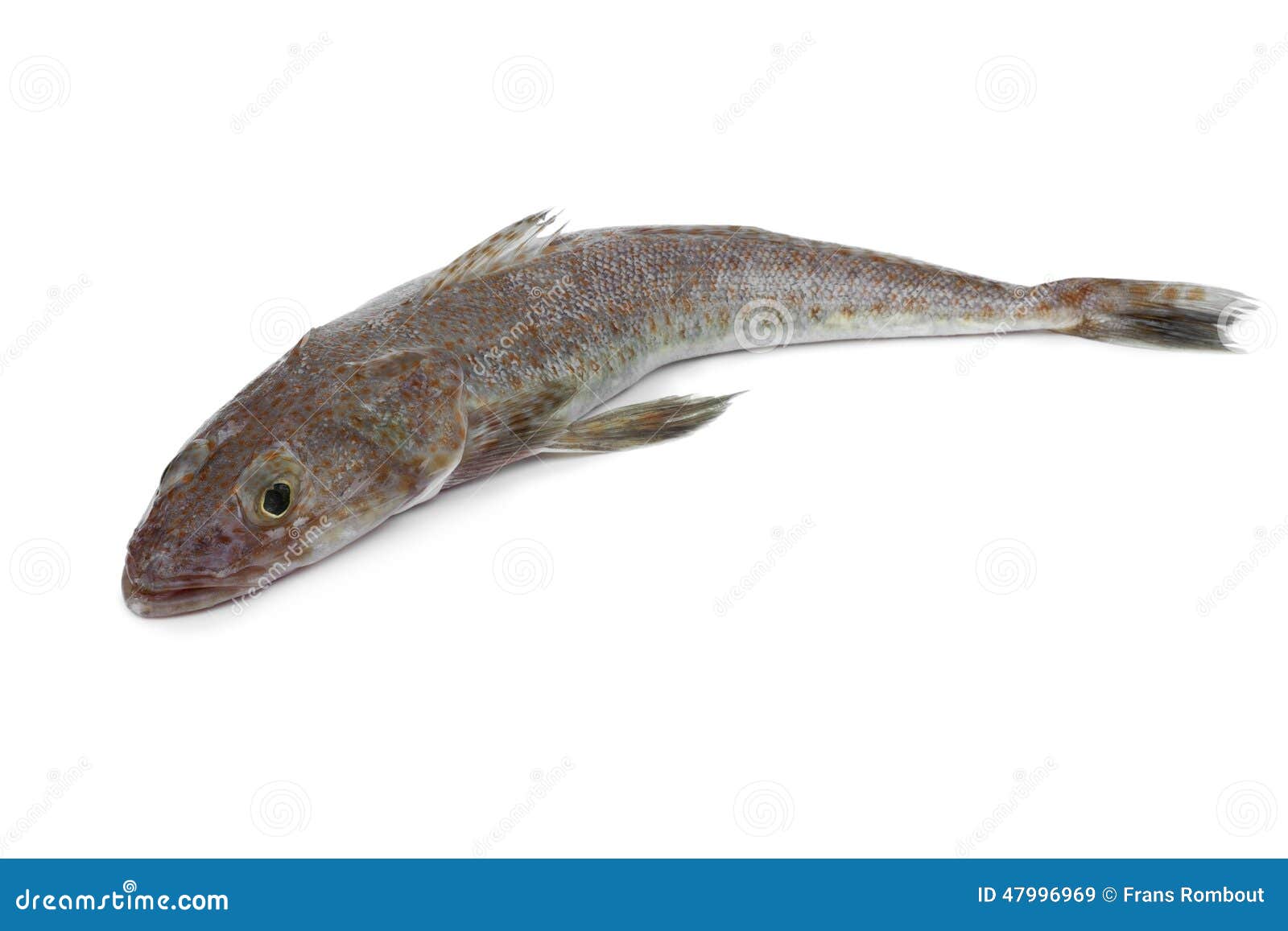 Flathead Fish Stock Photo | CartoonDealer.com #86055294