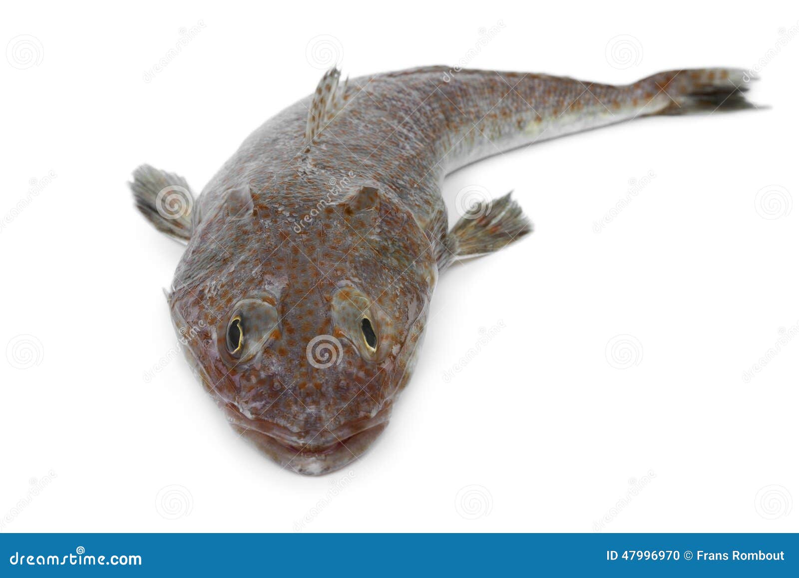 Flathead Fish Stock Photo | CartoonDealer.com #86055294