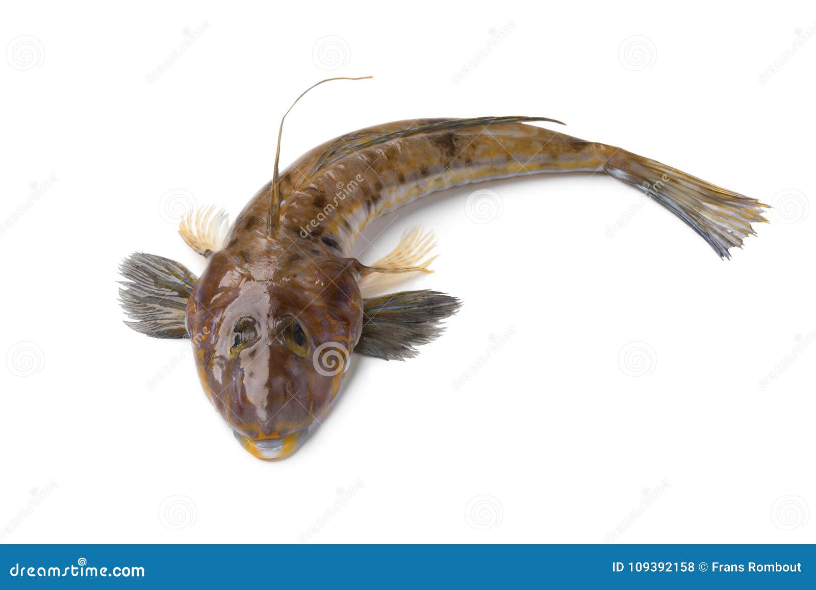 Flathead Fish Saltwater