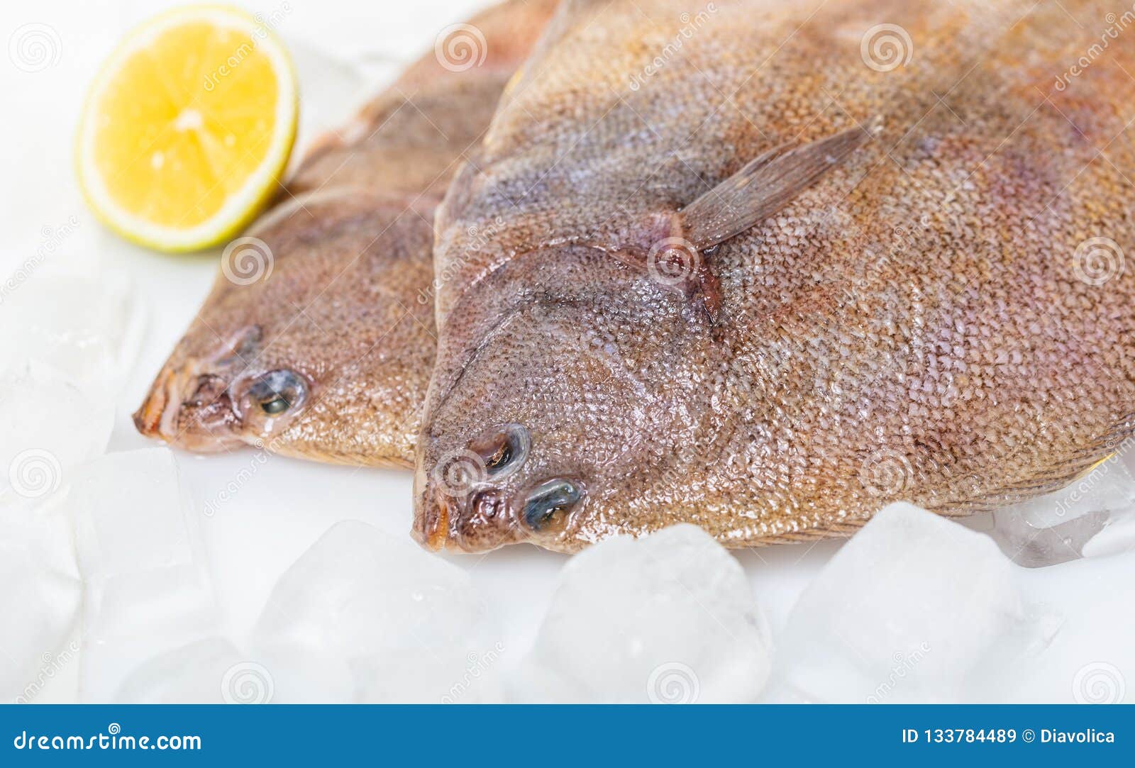 Fresh raw flounder fish stock image. Image of closeup - 133784489