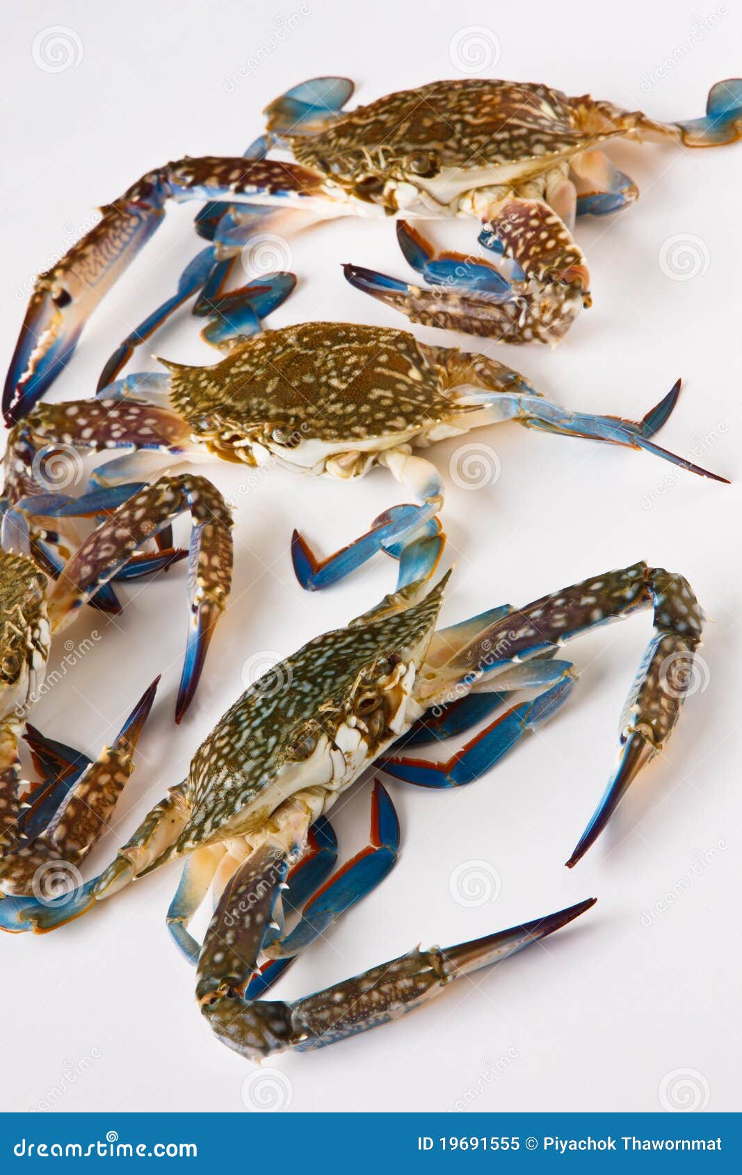 Fresh raw flower crab stock image. Image of portunus - 19691555
