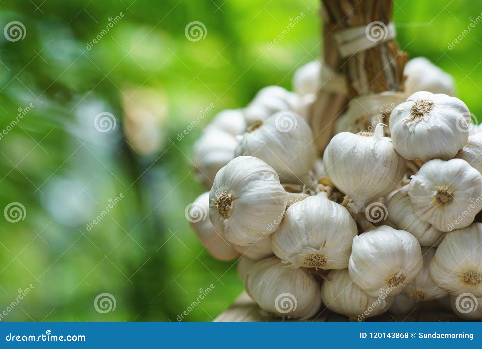 3,752 Garlic Bundle Stock Photos - Free & Royalty-Free Stock Photos ...
