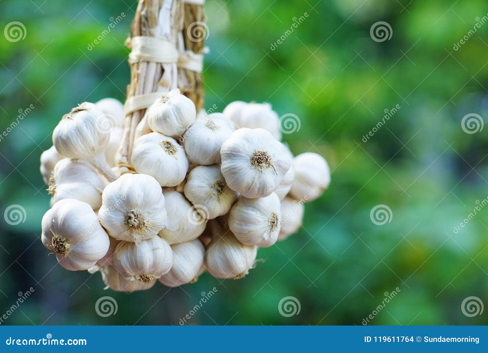 Fresh Raw Garlic Bundle, Copy Space, Kitchen Raw Ingredient Concept ...