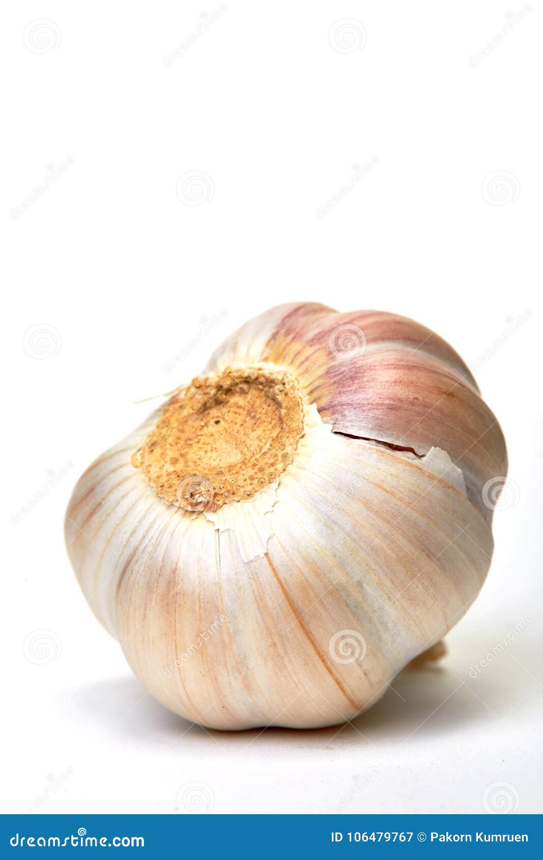 Garlic isolated on white stock image. Image of bulb - 106479767