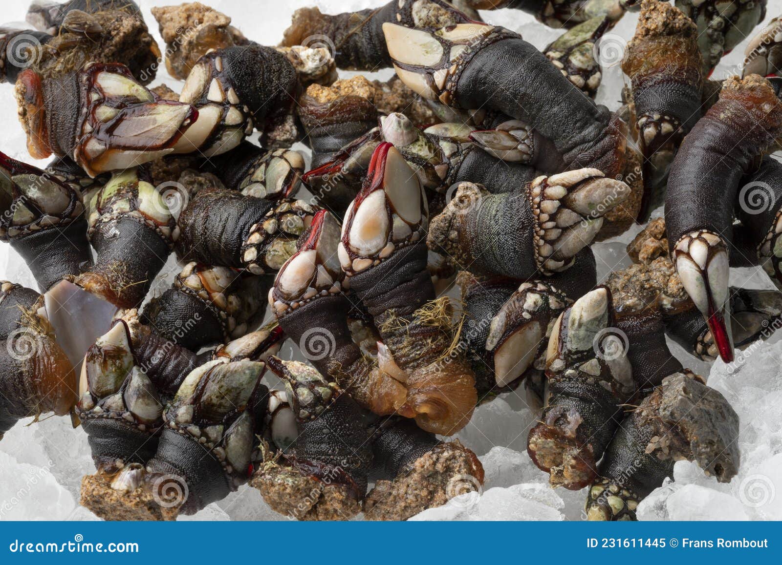 Fresh Raw Goose Barnacles Cooled on Ice Close Up Stock Image - Image of ...