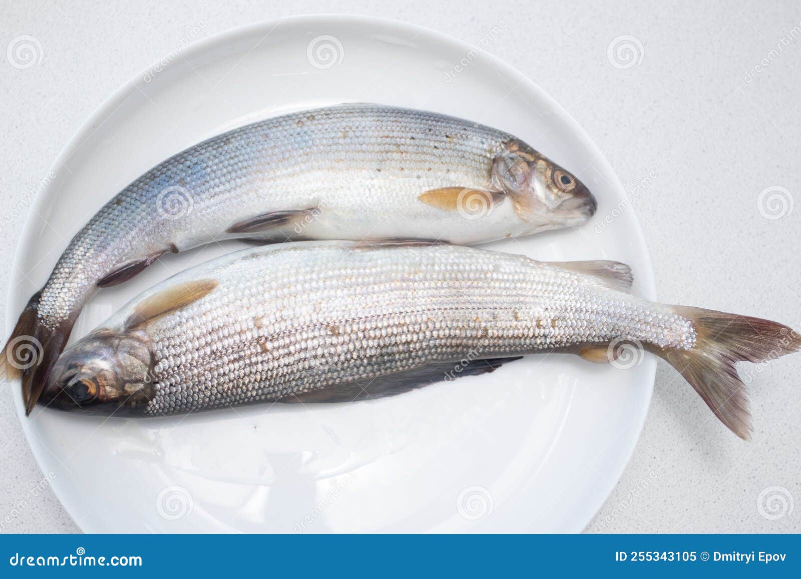 Fresh Raw Grayling Fish in the Plate Stock Image - Image of river, food ...