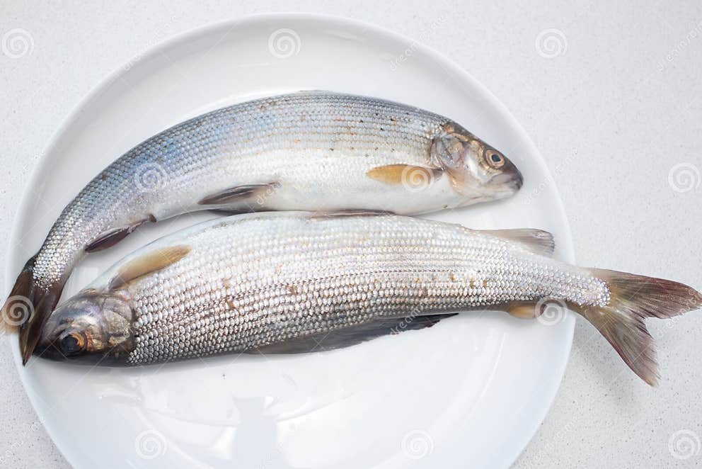 Fresh Raw Grayling Fish in the Plate Stock Image - Image of river, food ...