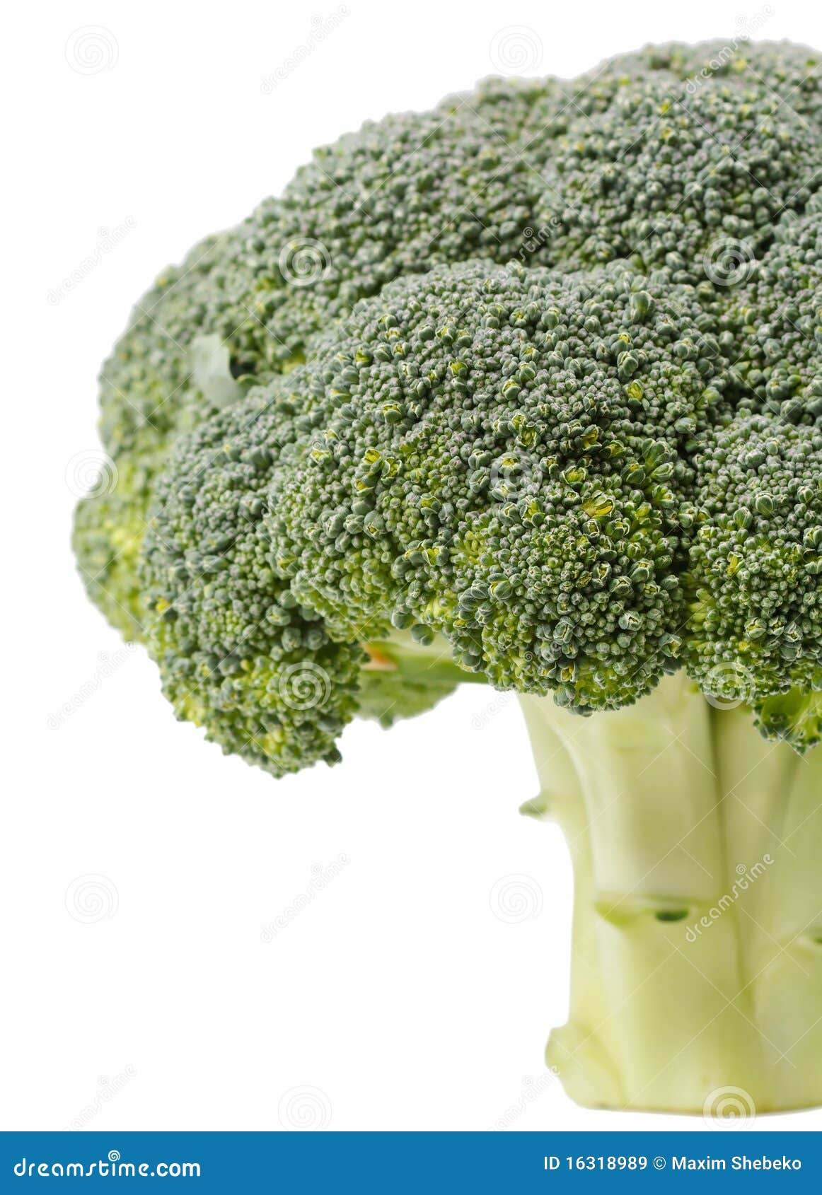 Fresh Raw Green Broccoli stock image. Image of crop, freshness - 16318989