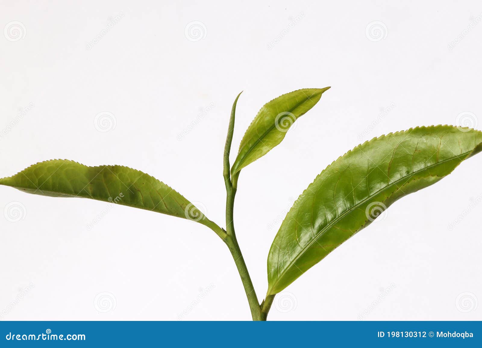 Fresh Raw Green Tea Leaf Bud Stock Photo - Image of organic, morning ...