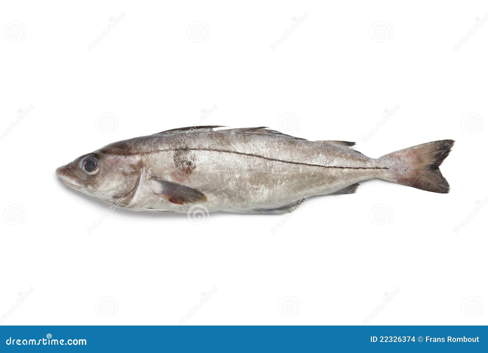 Fresh raw haddock stock photo. Image of studio, fish - 22326374