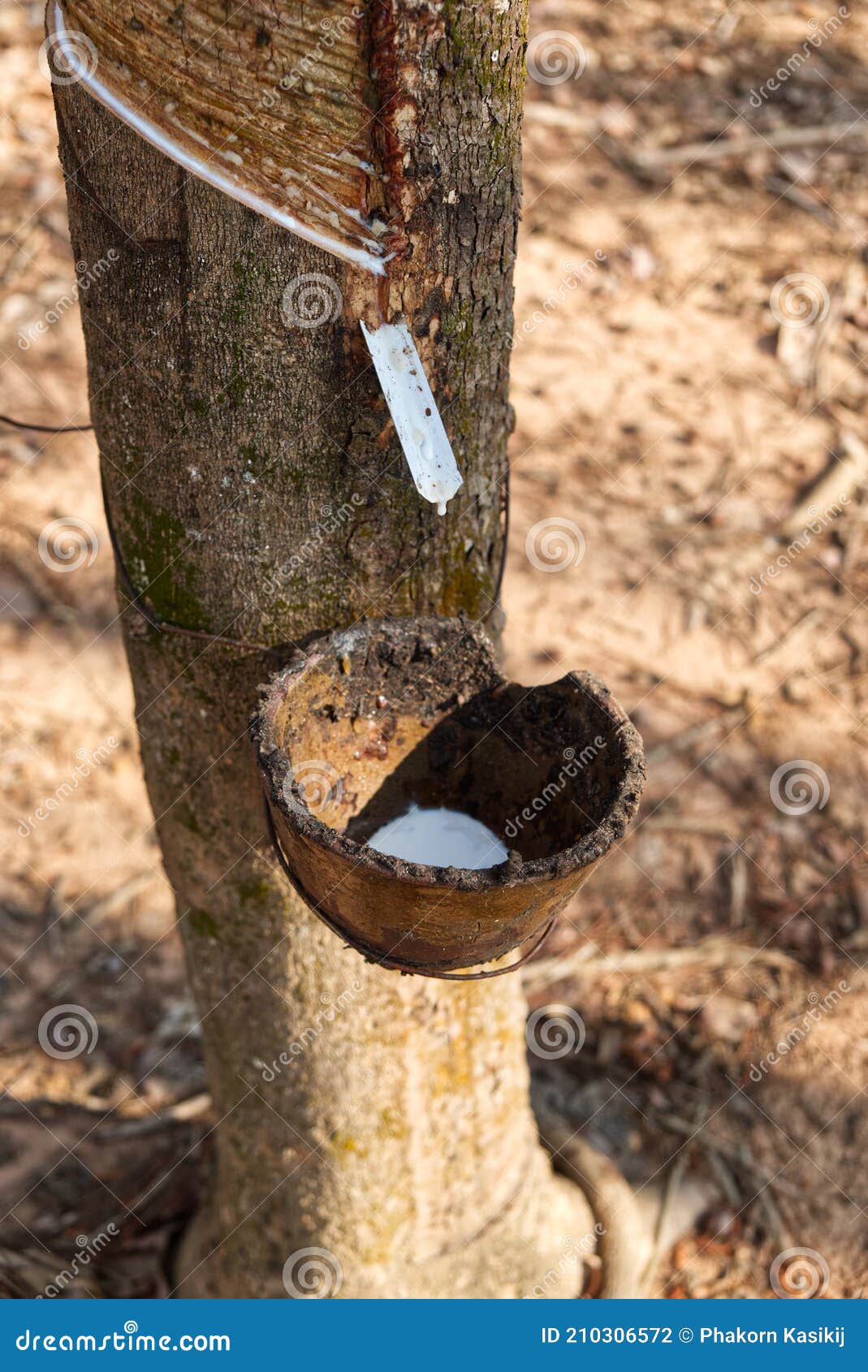 Fresh Raw Latex Rubber from Para Rubber Tree in the Morning Stock Photo ...