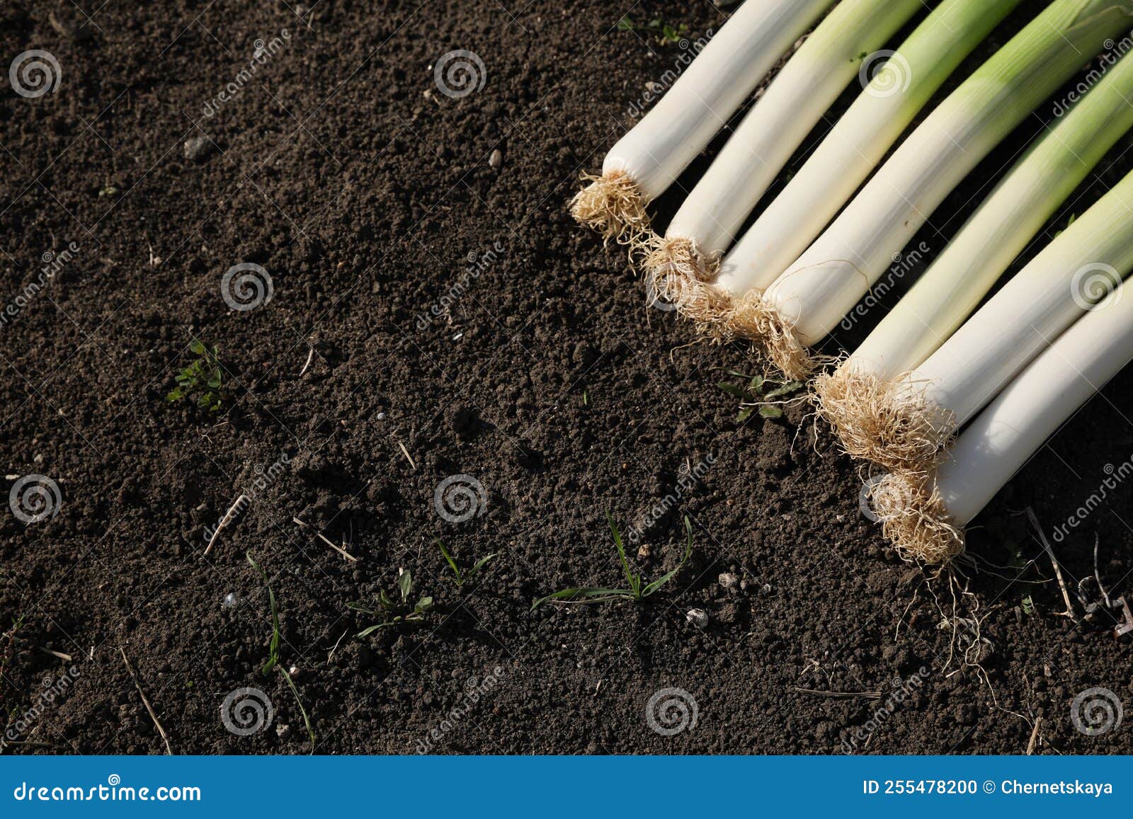 Fresh Raw Leeks on Ground Outdoors, Flat Lay. Space for Text Stock ...