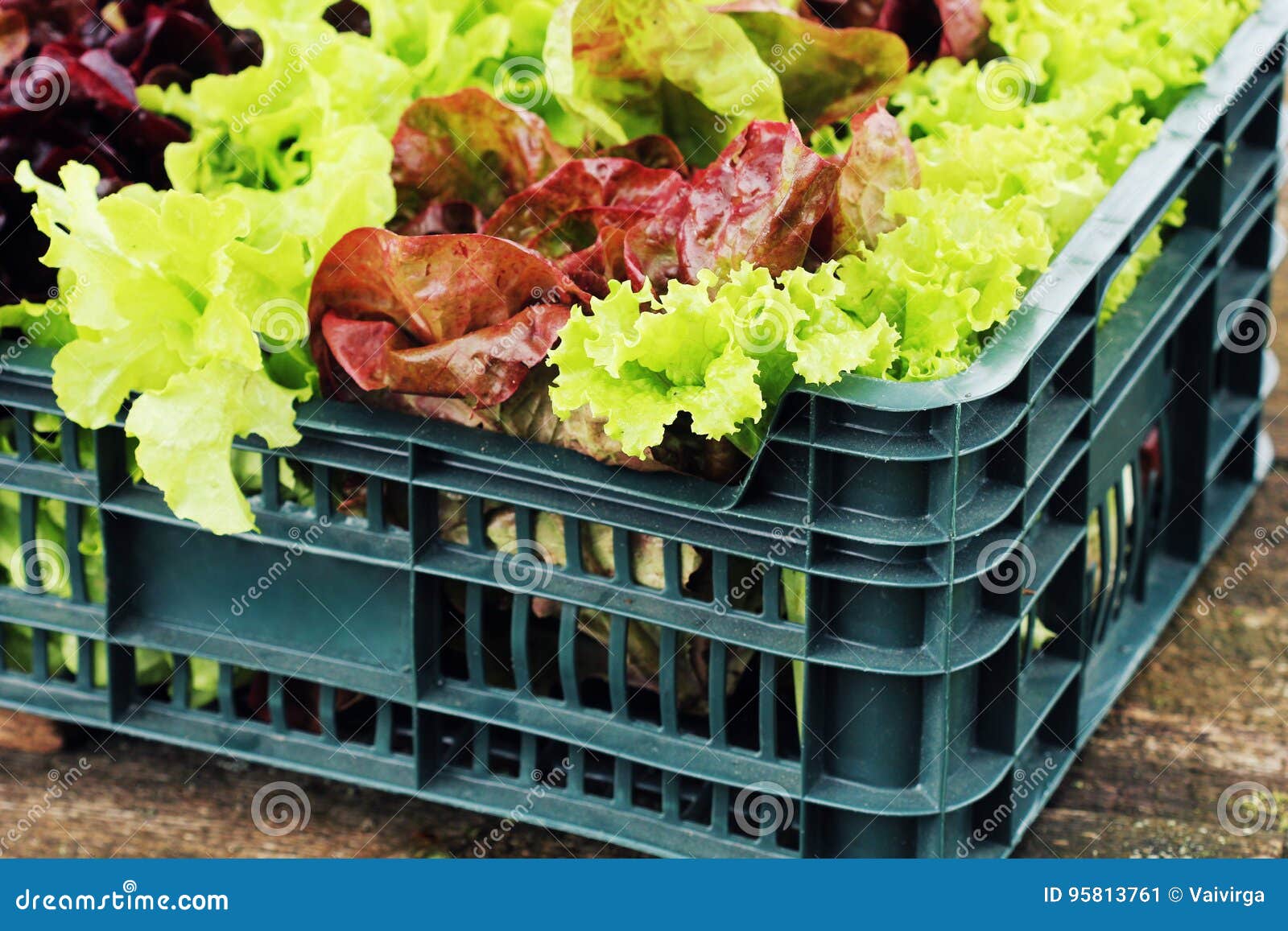 Fresh Raw Lettuce Packed in Plastic Box Ready To Sell Stock Image ...