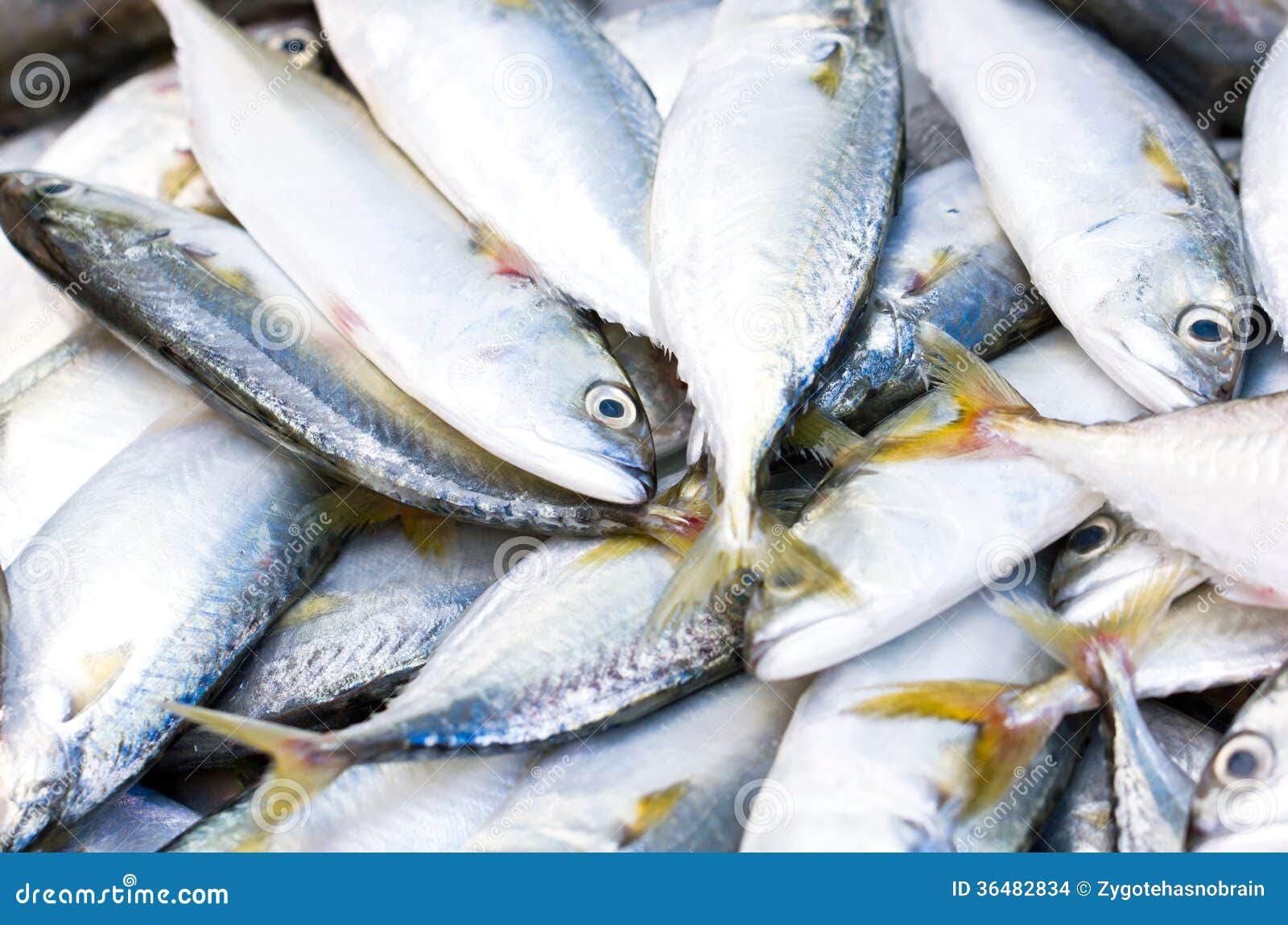 Fresh Raw Mackerel Fish. stock photo. Image of fishery - 36482834