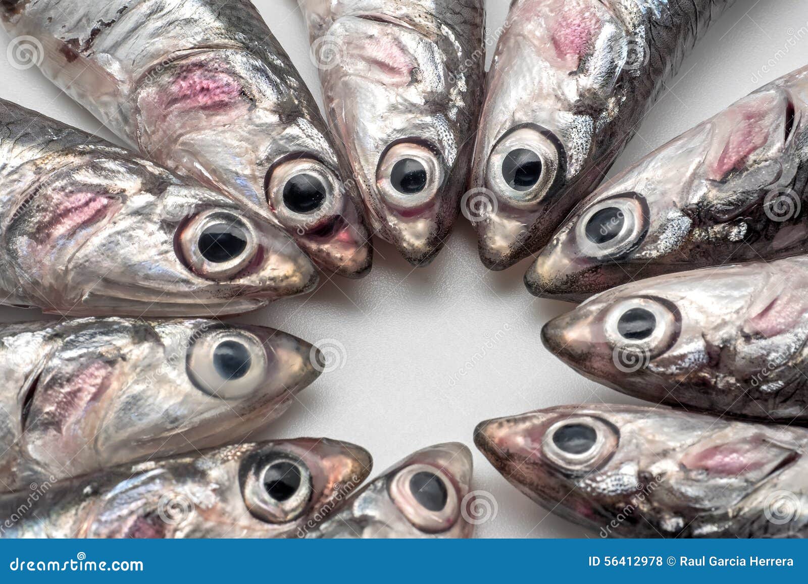 Fresh and Raw Mediterranean Anchovy Placed in Circle. Close Up Stock ...