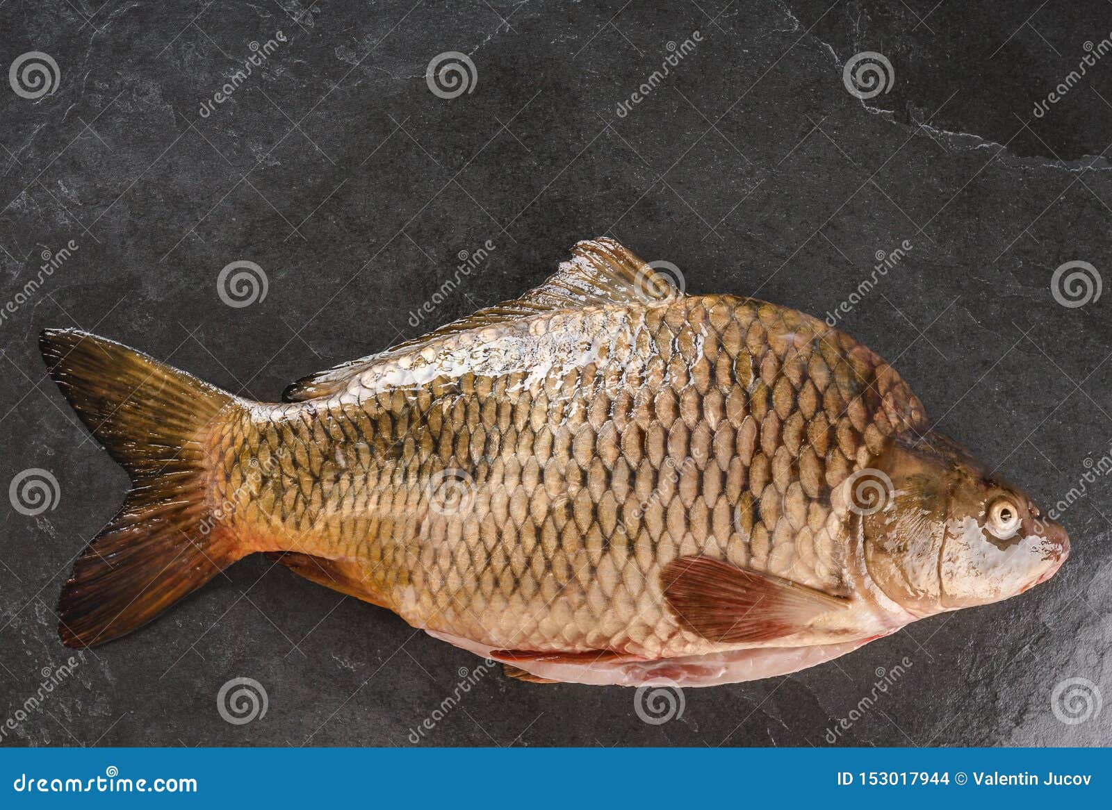 Fresh Raw Mirror Carp Fish on Dark Stone Background. Creative Layout ...
