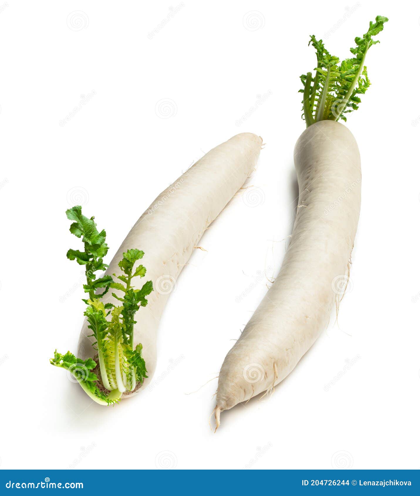 Fresh Raw Mooli Isolated on White Stock Photo - Image of ingredient ...