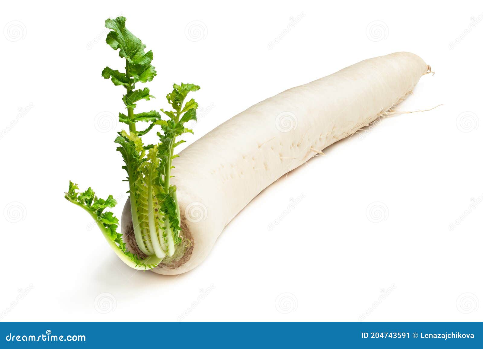 Fresh Raw Mooli Isolated on White Stock Image - Image of chinese, green ...