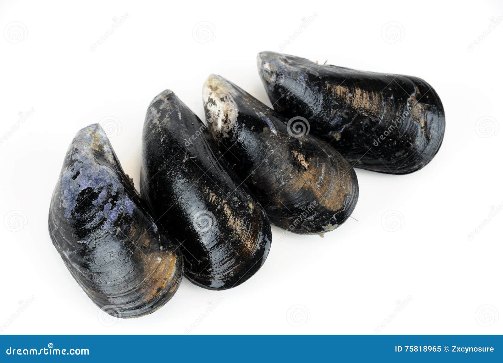 Fresh Raw Mussel Isolated on White Background Stock Image - Image of ...
