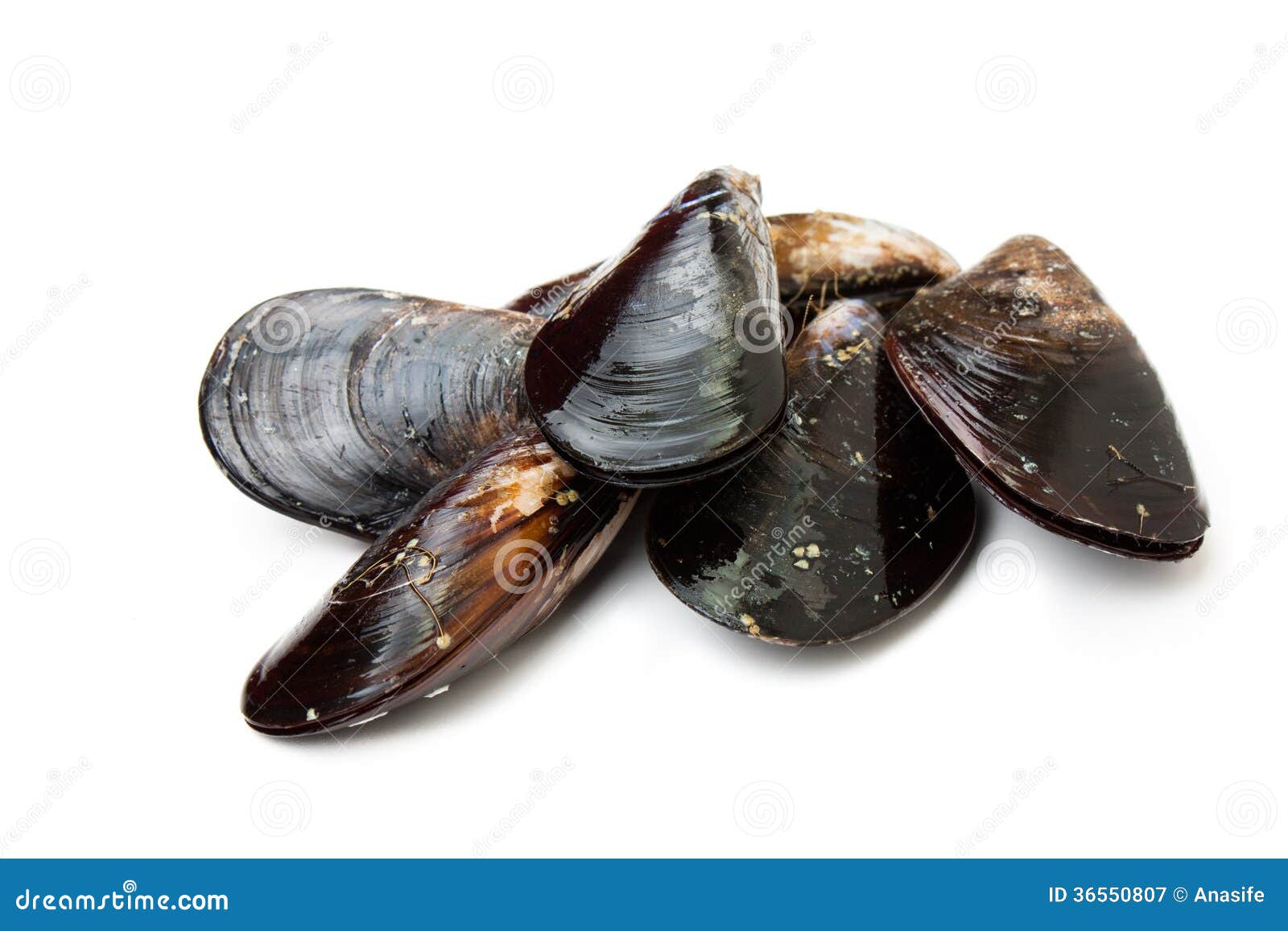 Fresh and raw mussels stock image. Image of mussels, closed - 36550807