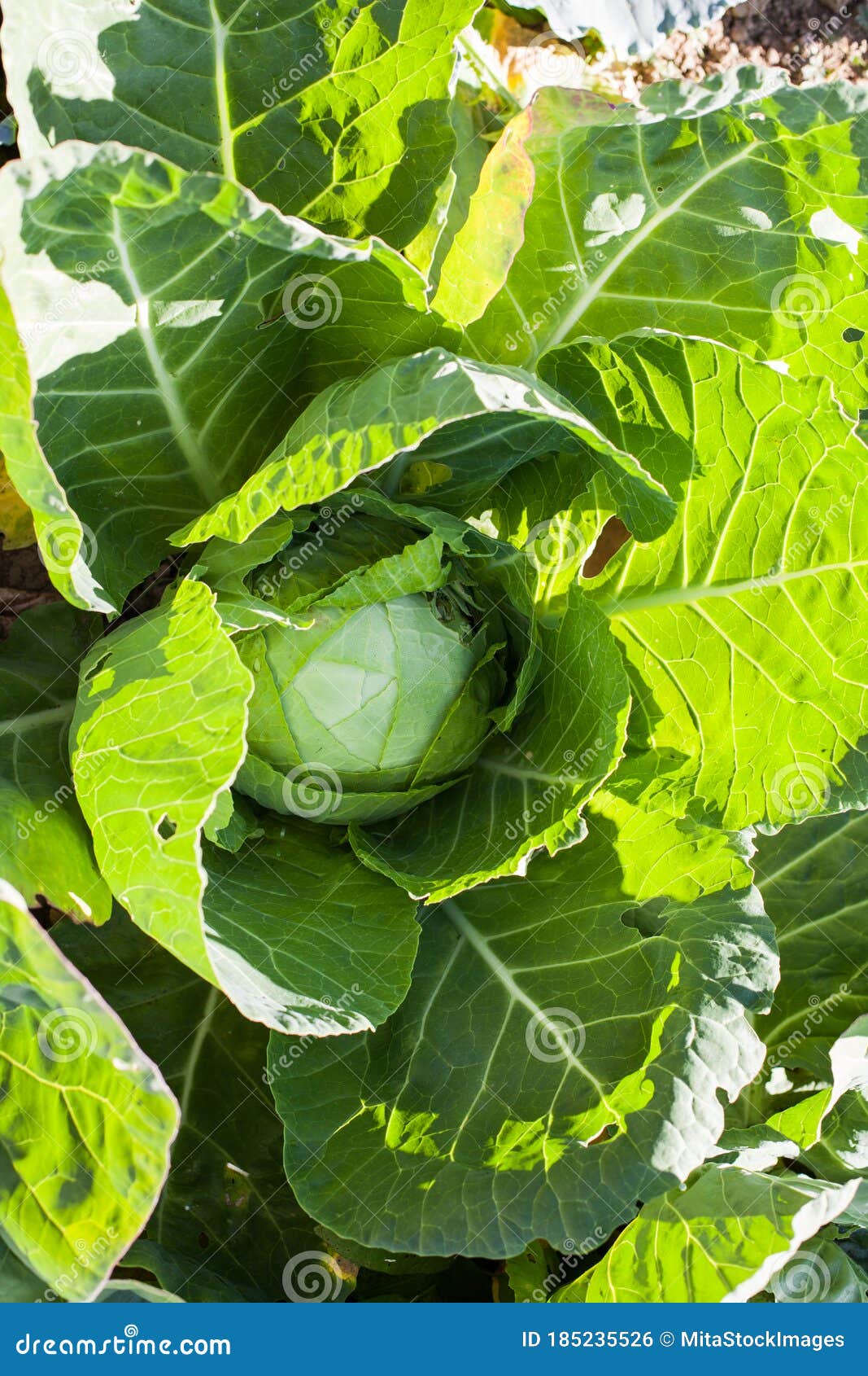 Fresh raw organic cabbage stock photo. Image of agriculture - 185235526