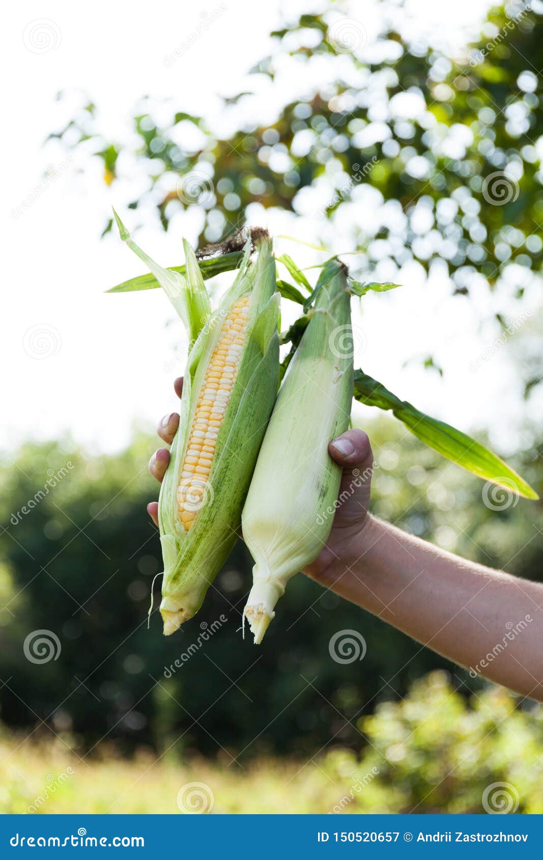 Fresh Raw Organic Maize, Rustic Sweet Corn Stock Image - Image of crop ...