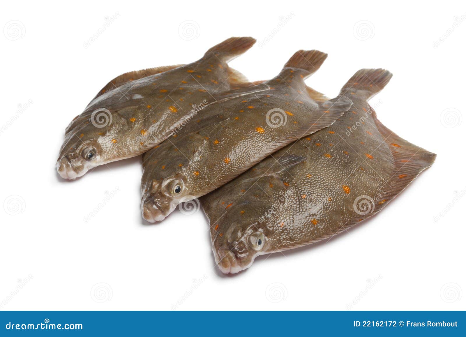 Fresh raw plaice fishes stock photo. Image of fresh, pleuronectes ...