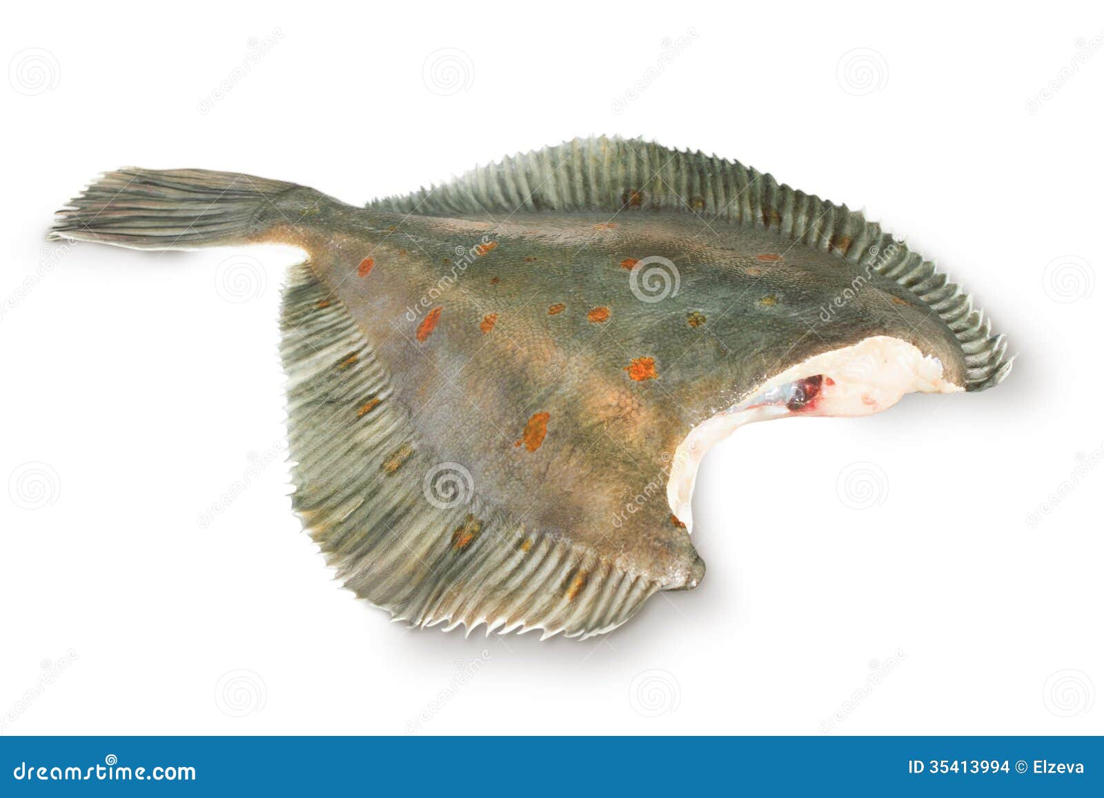 Fresh raw plaice stock photo. Image of fish, culinary - 35413994