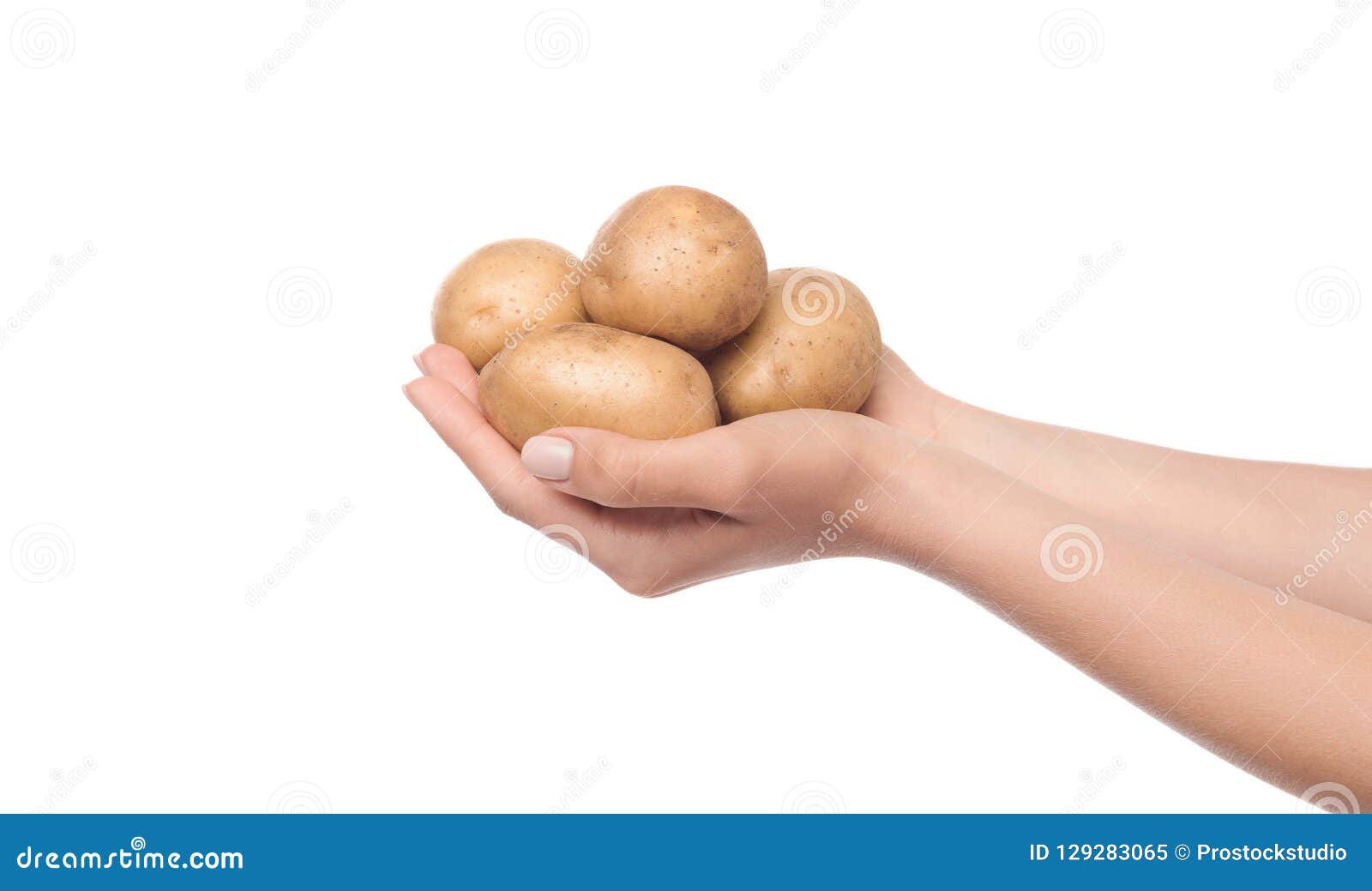 Fresh Raw Potato in Farmer Hands Isolated on White Stock Image - Image ...