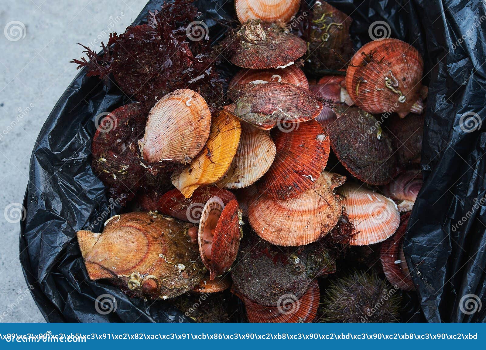 Fresh Raw Quahog in the Bag on Ice,close Up. Stock Image - Image of ...