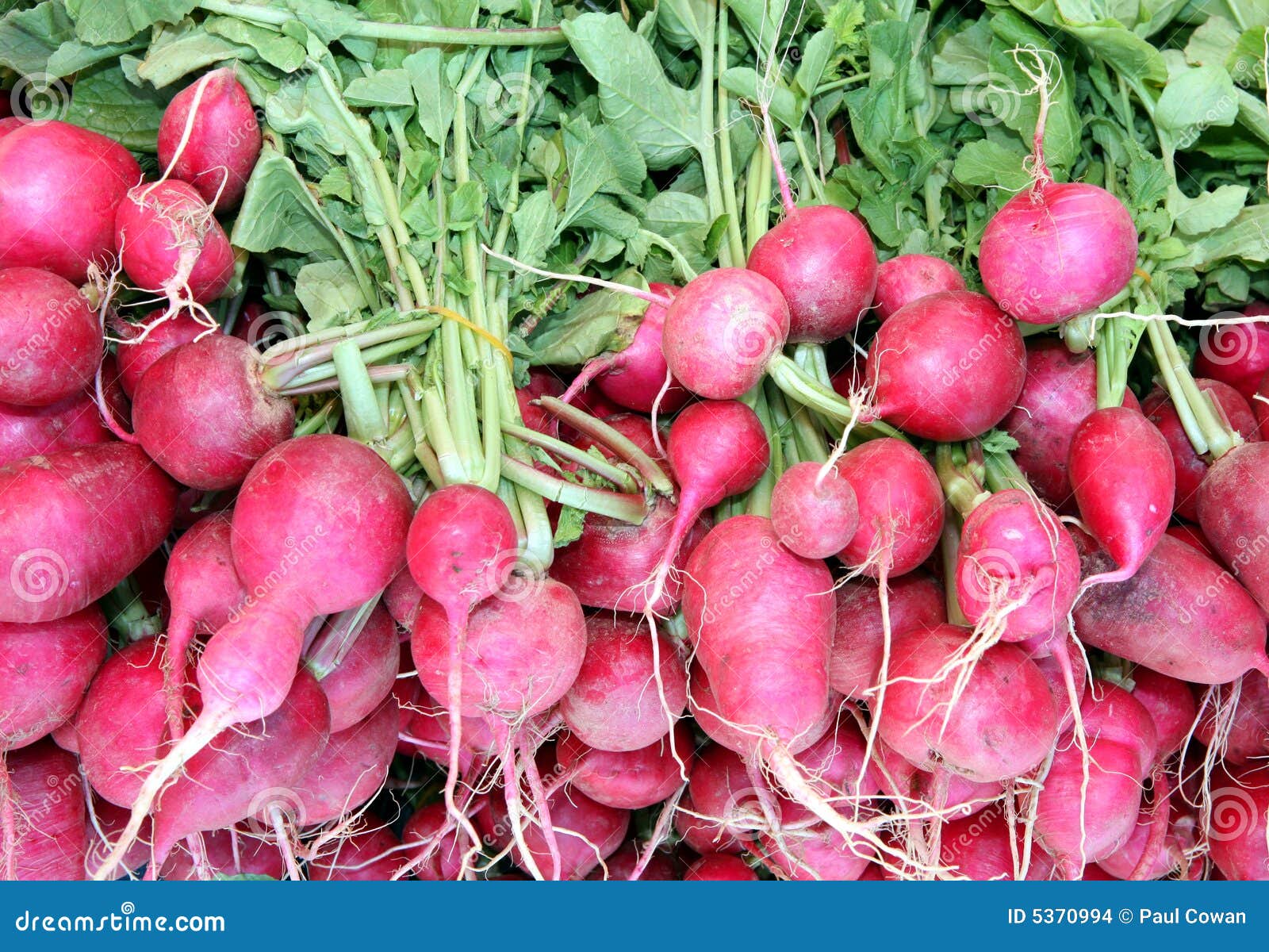 Fresh Raw Radishes Market Display Stock Photo - Image of vegetable ...