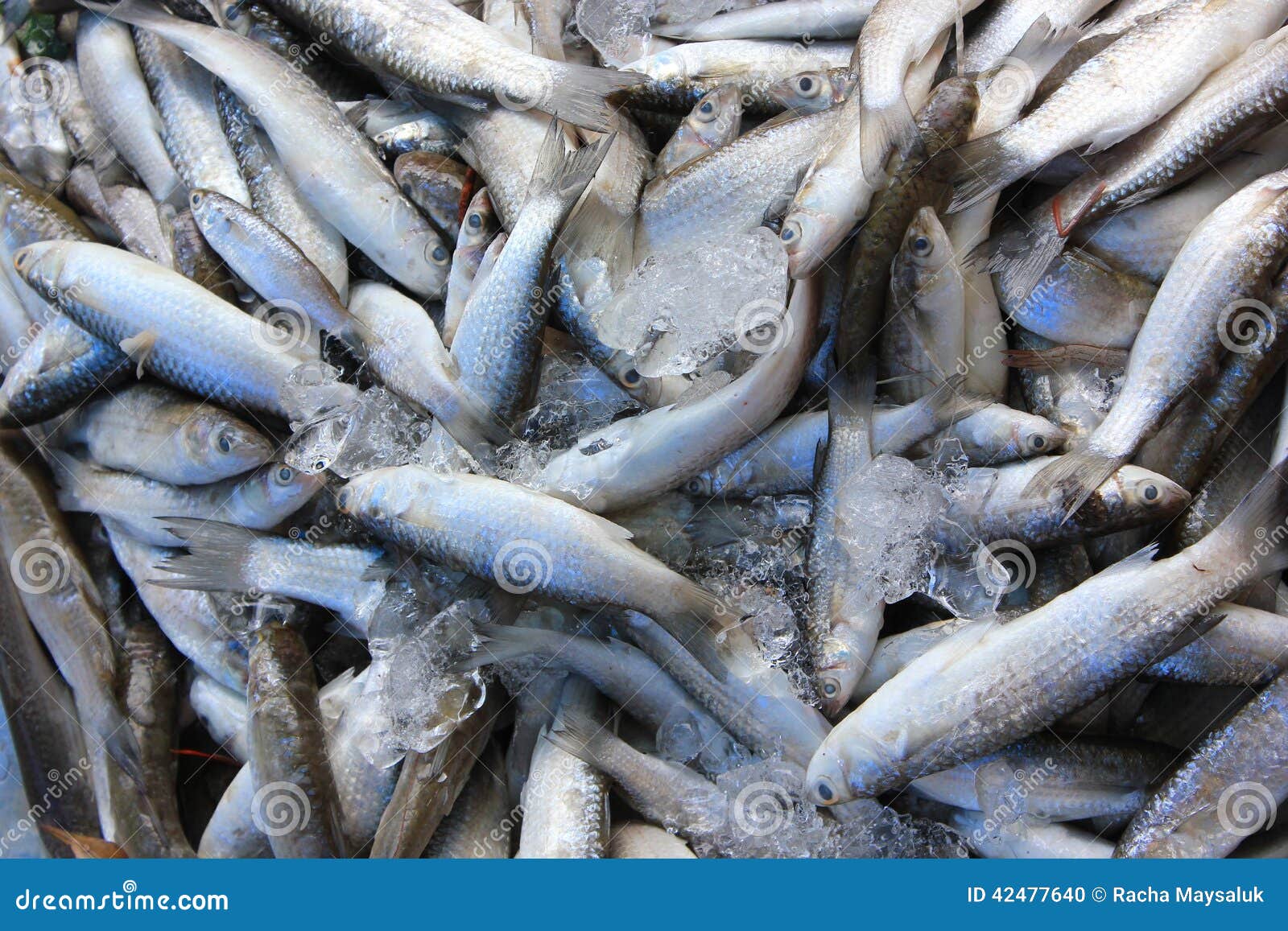 Fresh raw red snapper stock photo. Image of oily, healthy - 42477640
