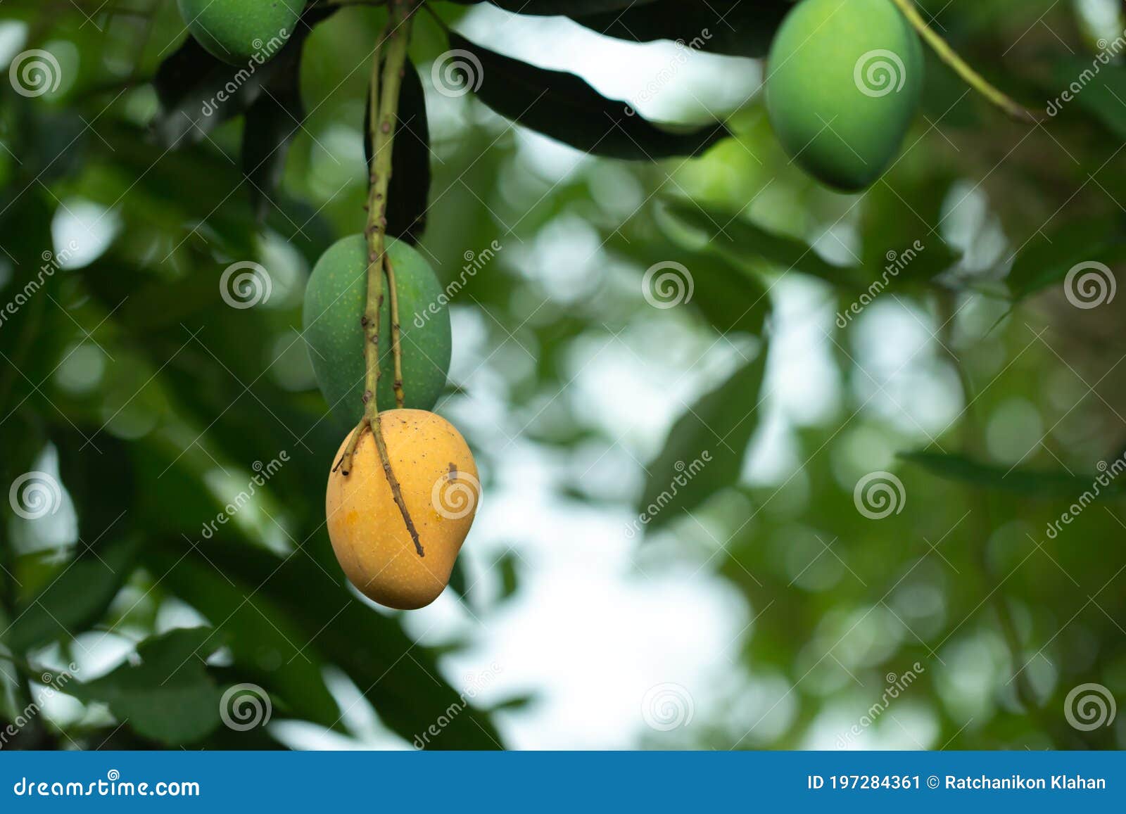 Fresh Raw and Ripe Mango on Tree, Summer Fruit on Tree Stock Image ...