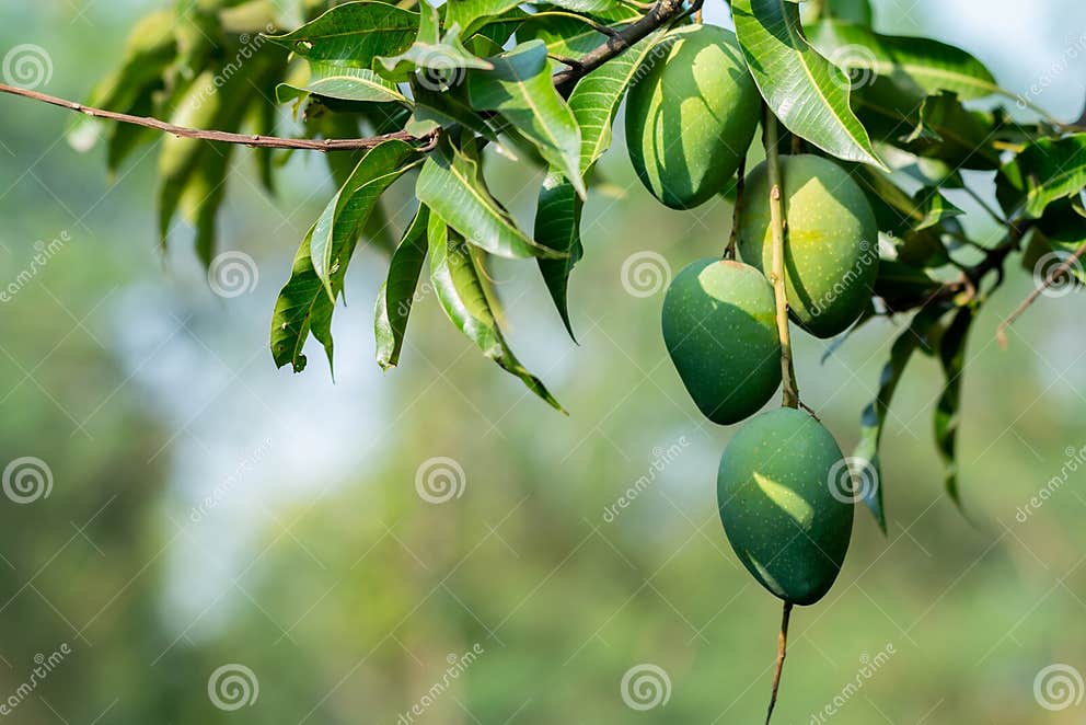 Fresh Raw and Ripe Mango on Tree, Summer Fruit on Tree Stock Photo ...