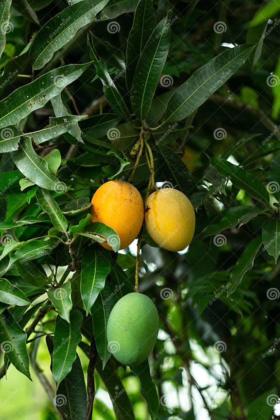 Fresh Raw and Ripe Mango on Tree, Summer Fruit on Tree Stock Image ...